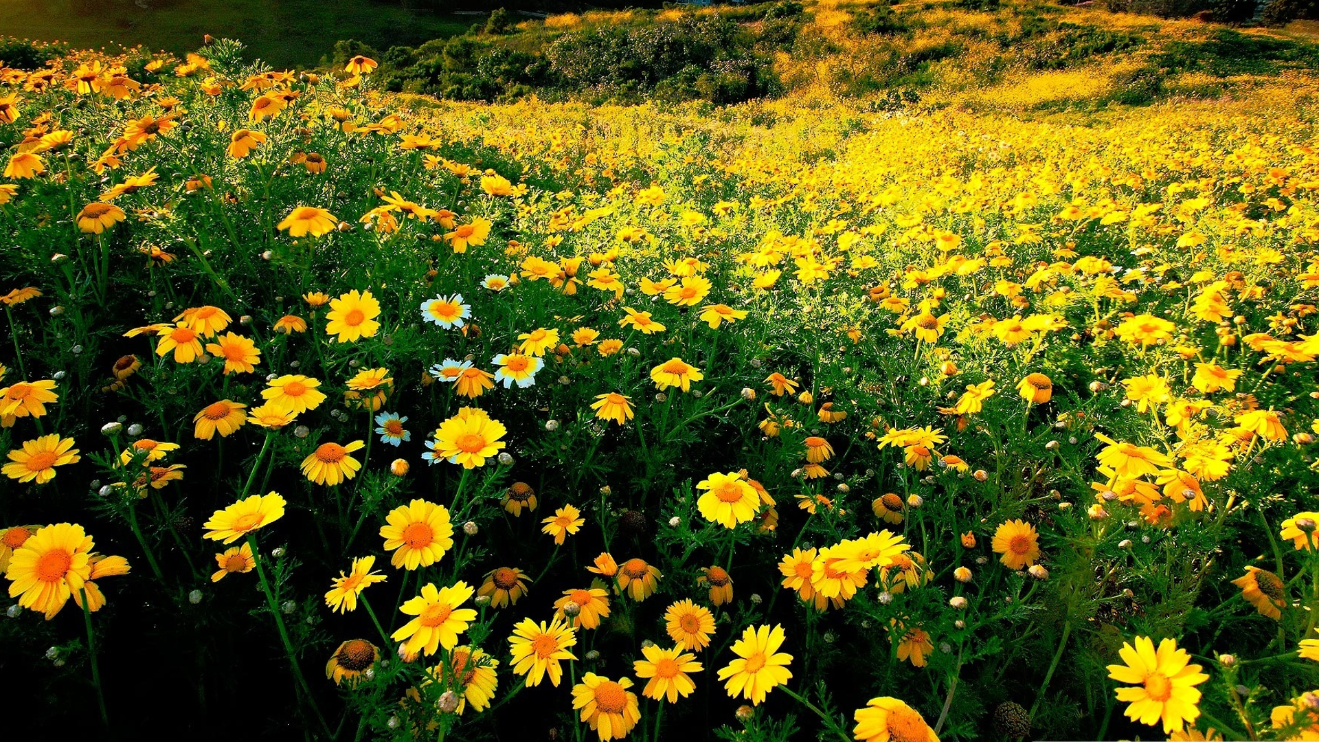 Spring Flowers Desktop Field