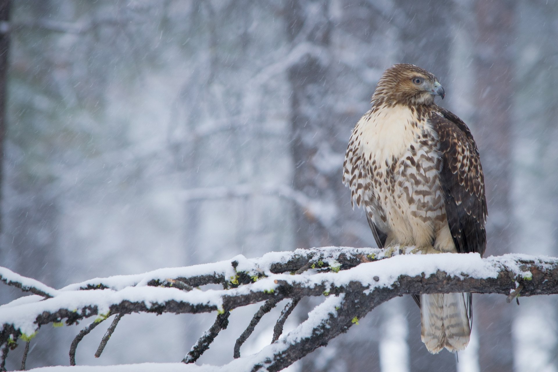 Winter Hawk in Snowfall | HD Bird of Prey Wallpaper
