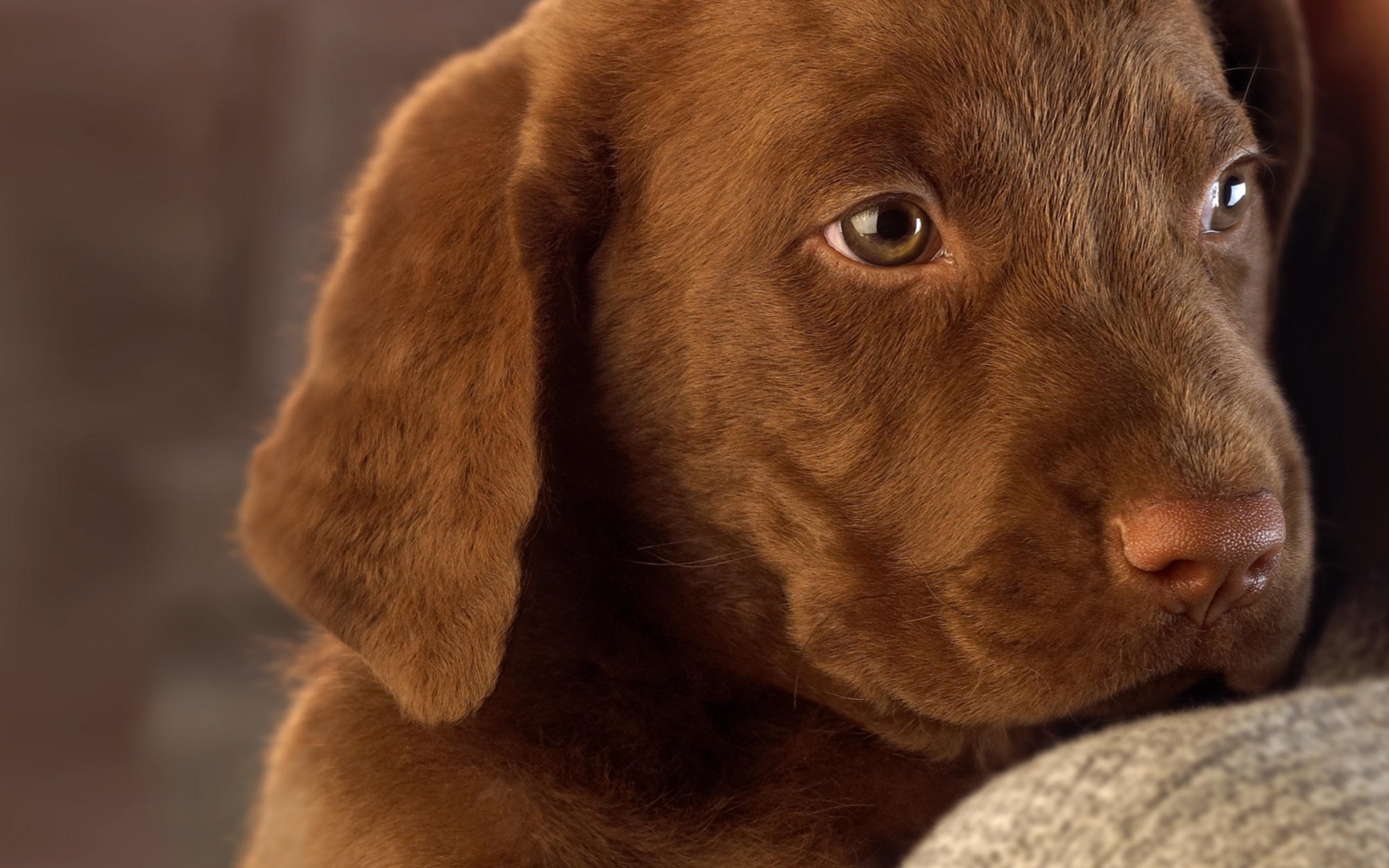 Chocolate Lab Puppy