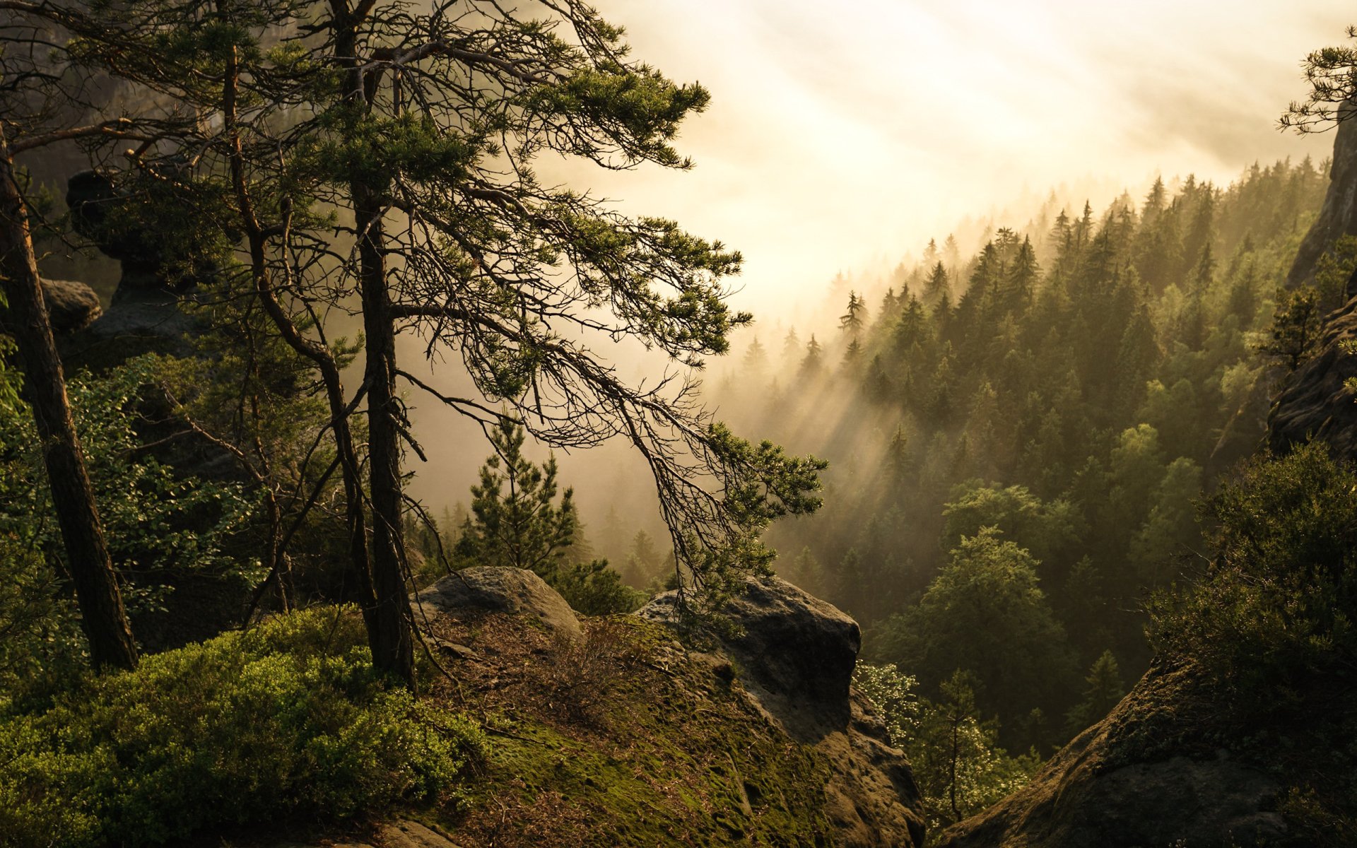 Misty Forest Edge — 2K Quad HD Nature Wallpaper by Philipp Zieger ...