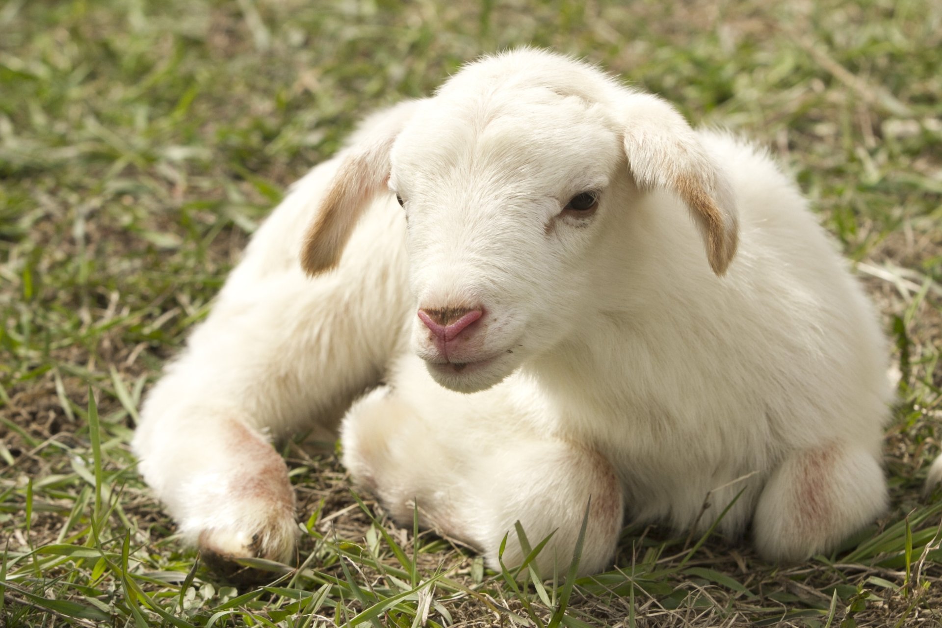Gentle Glow: HD Close-Up of a Baby Lamb in Nature