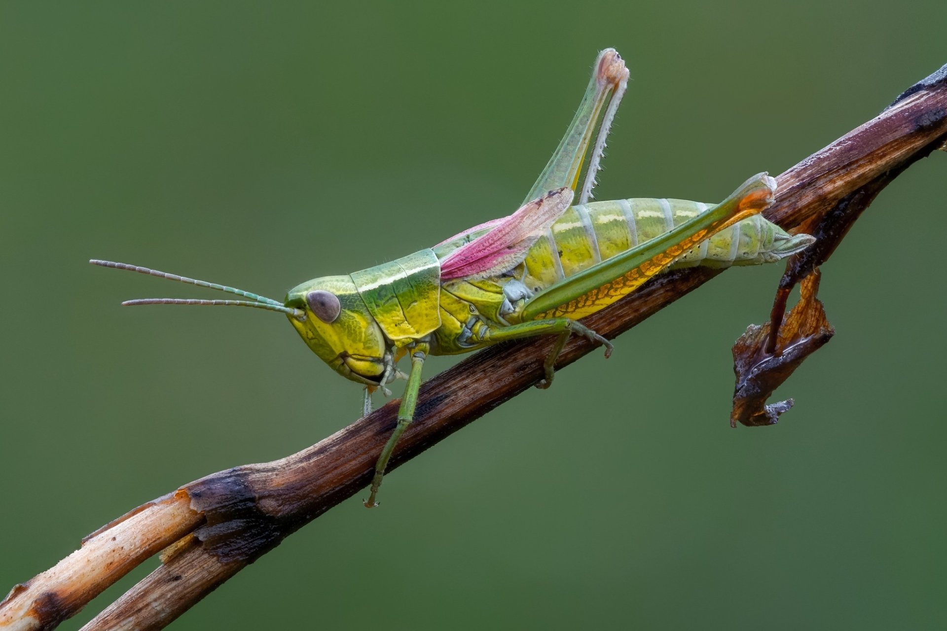 Download Insect Macro Animal Grasshopper HD Wallpaper