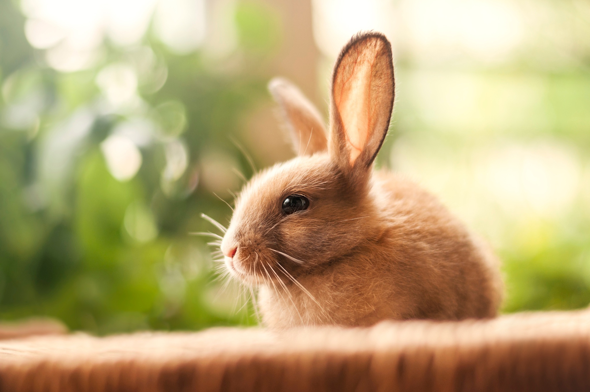 Download Bokeh Animal Rabbit HD Wallpaper