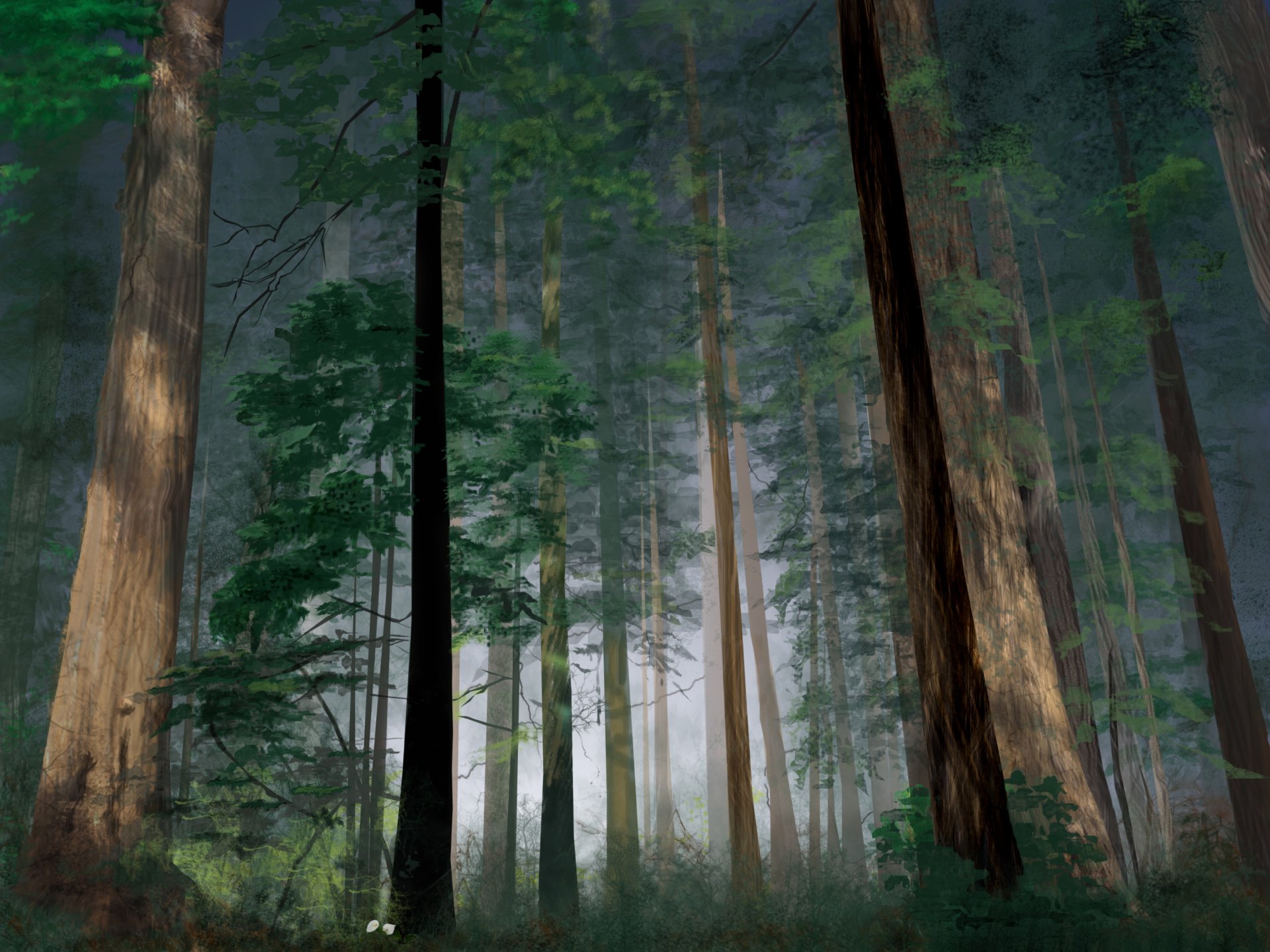 Download Redwood Earth Artistic Forest HD Wallpaper by Attani