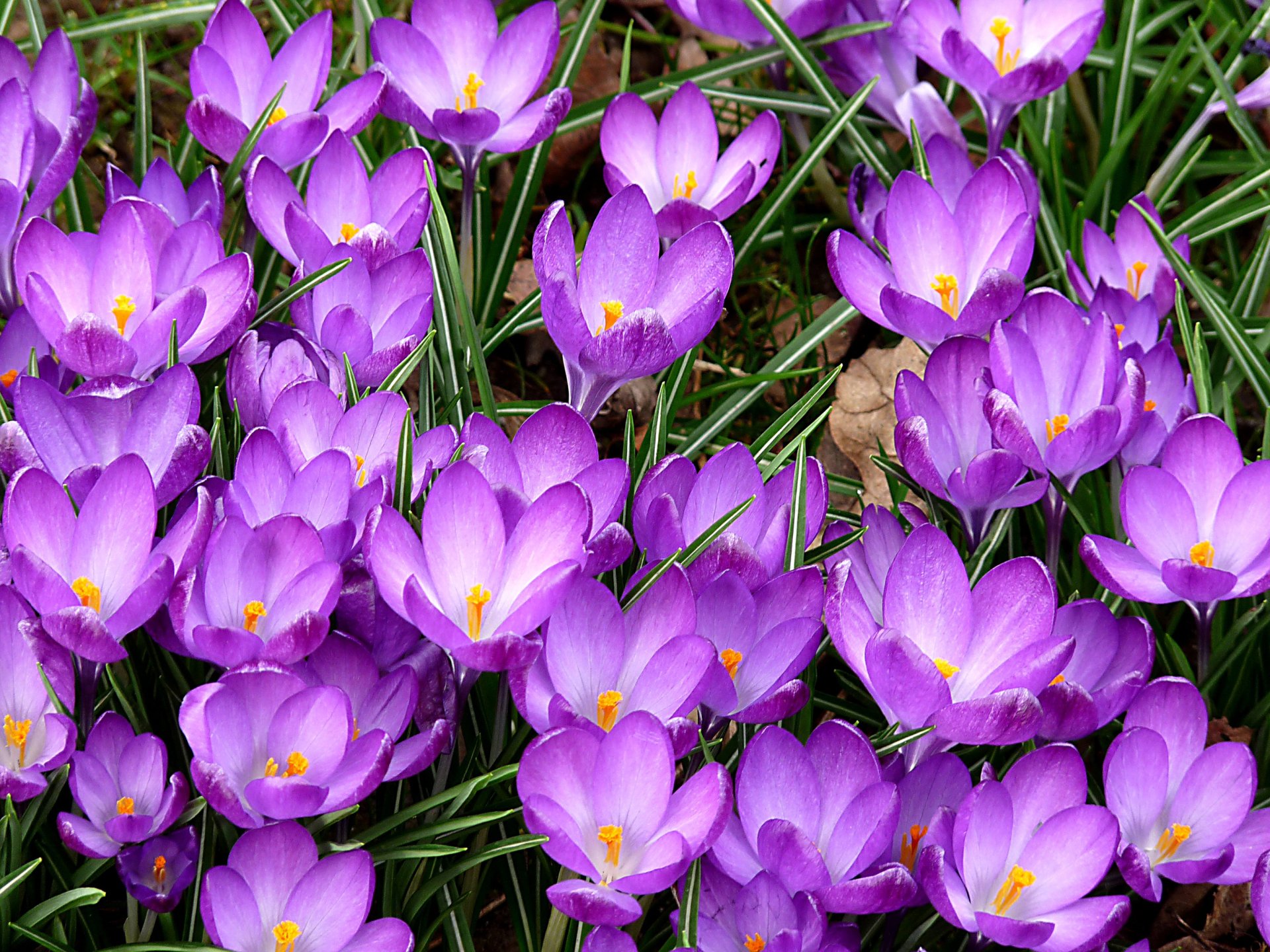 Crocus HD Wallpaper