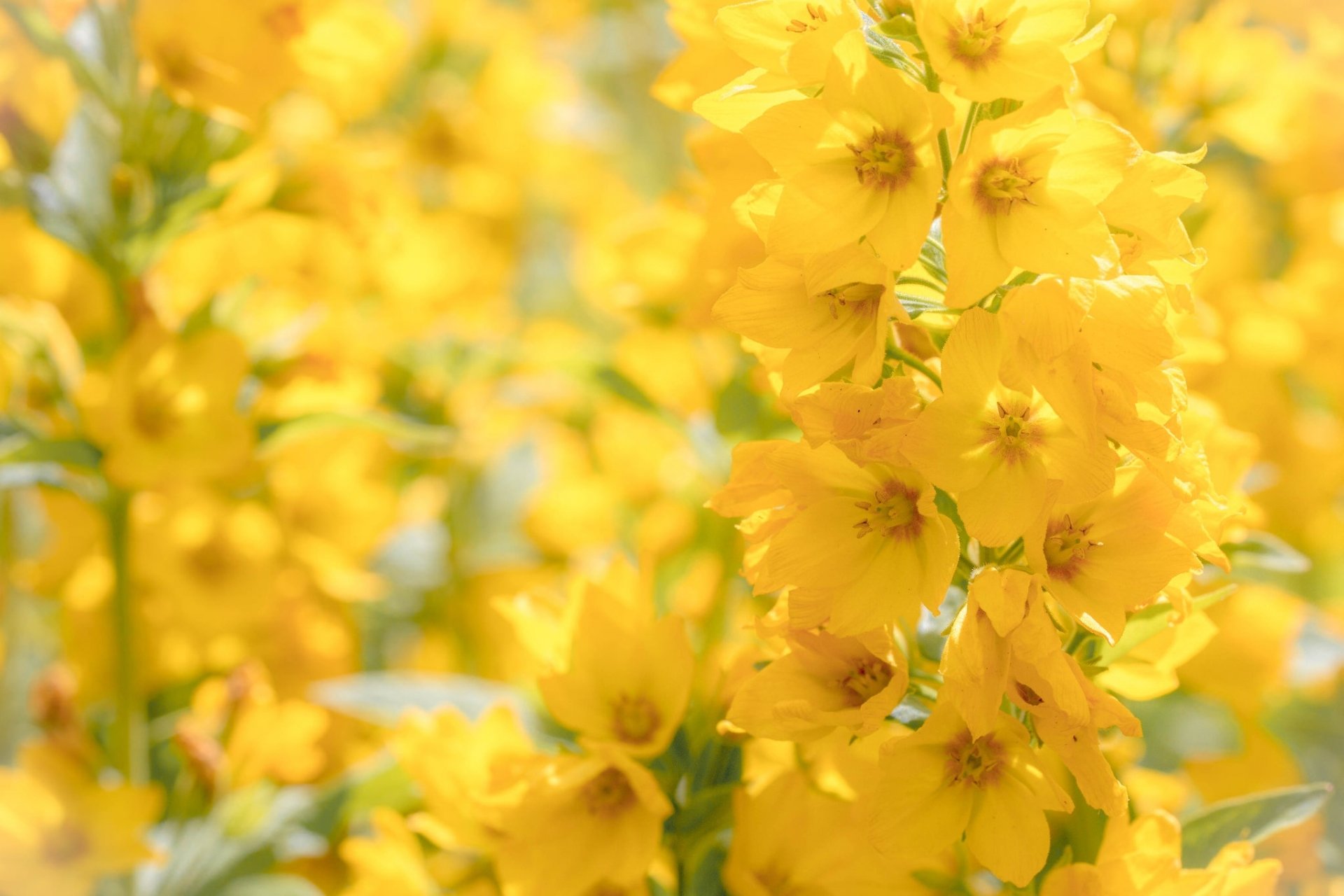 Download Yellow Flower Nature Close-up Flower HD Wallpaper | 2048x1365 ...