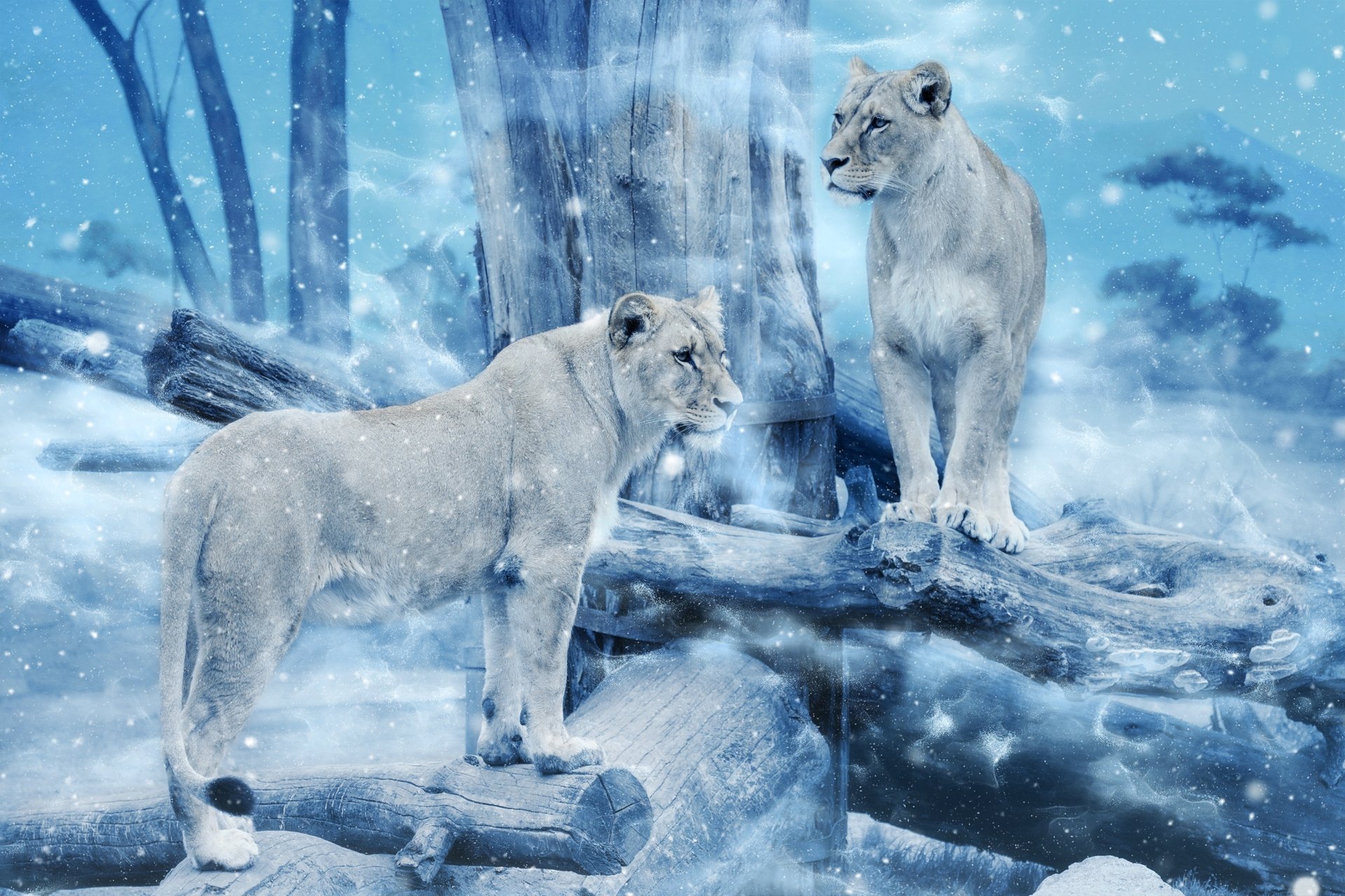 Majestic Snow Lions HD Wallpaper: Wilderness in Winter Glow | 3000x2000 ...