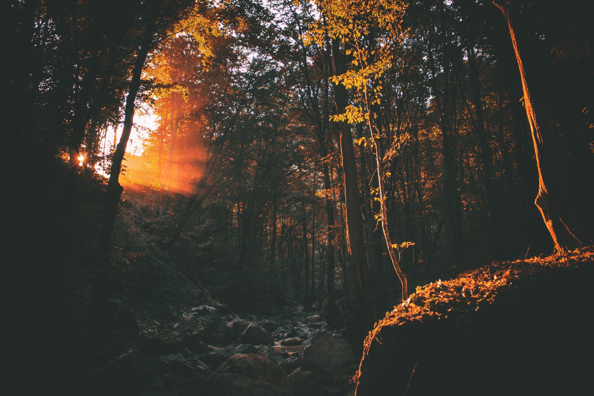 4K Ultra HD Sunbeam Stream Through the Mystical Forest Canopy ...