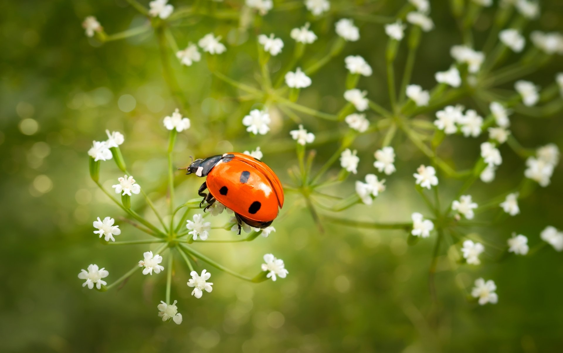 Ladybug HD Wallpaper