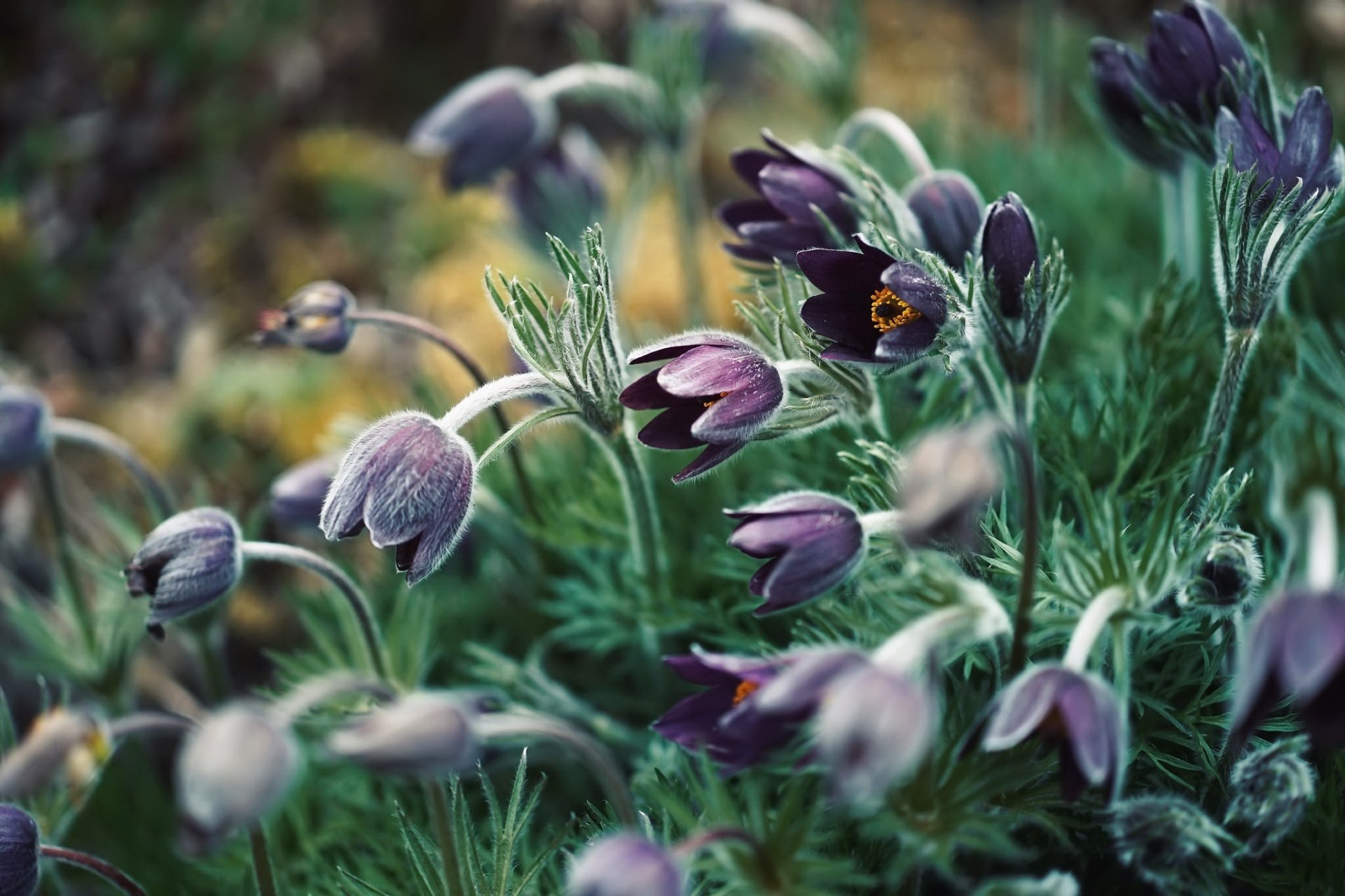 Download Blur Plant Close-up Purple Flower Nature Flower HD Wallpaper ...