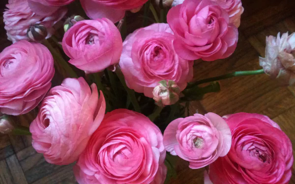 Download White Flower Pink Flower Ranuncula Flower Artistic Painting HD ...