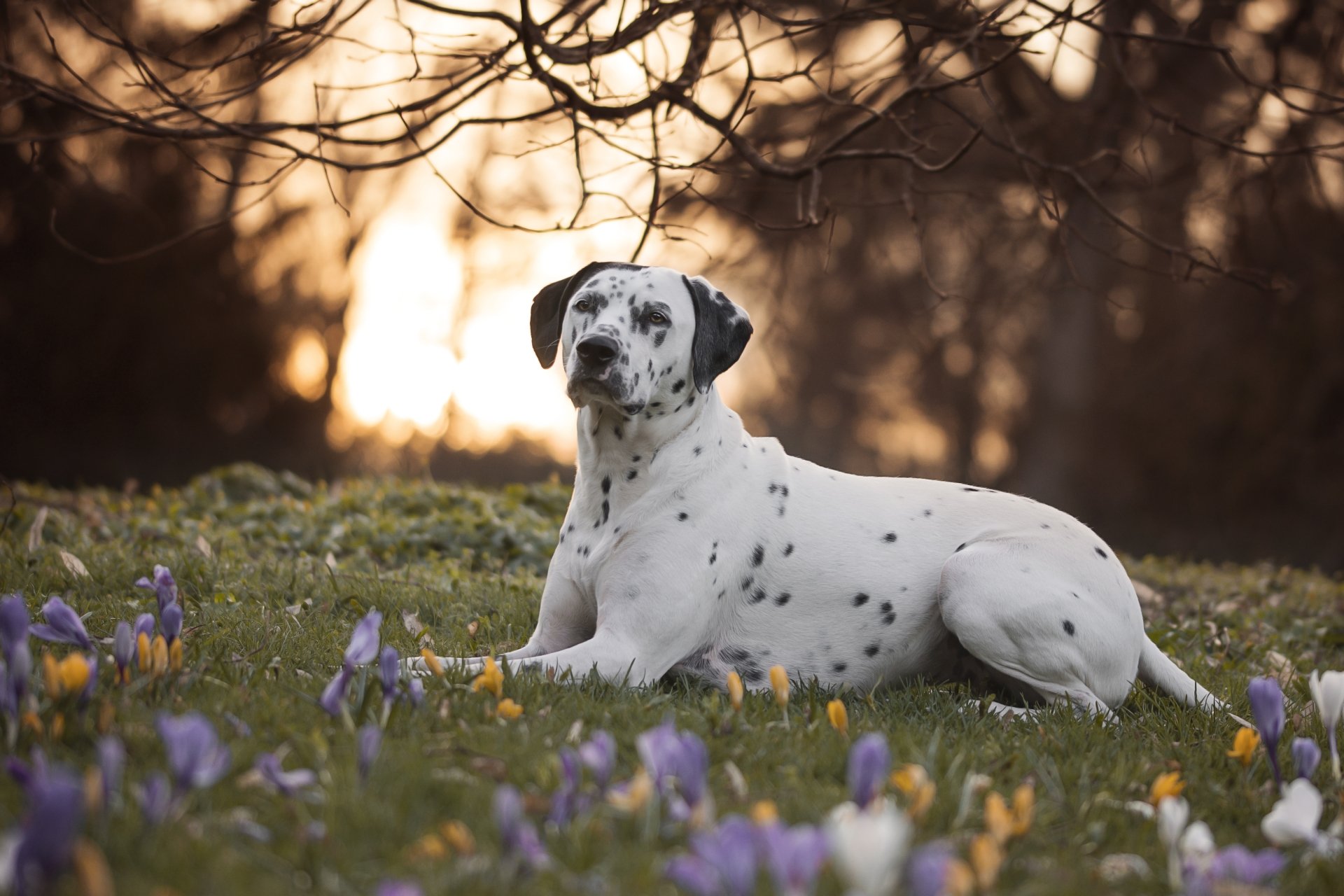 Dalmatian Among Crocuses | 4K Ultra HD Animal Wallpaper