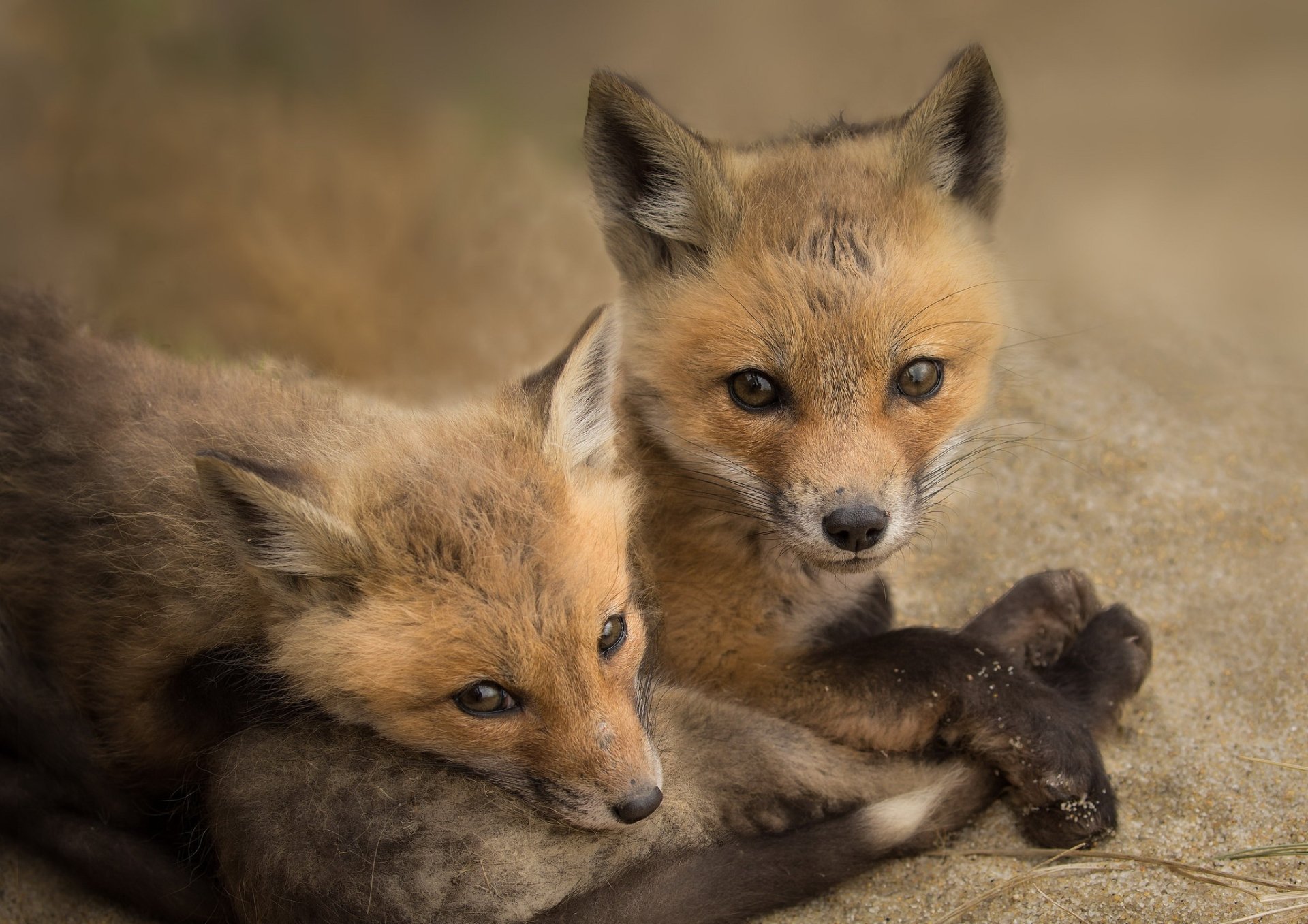 Download Resting Stare Animal Fox HD Wallpaper by Betty Wiley
