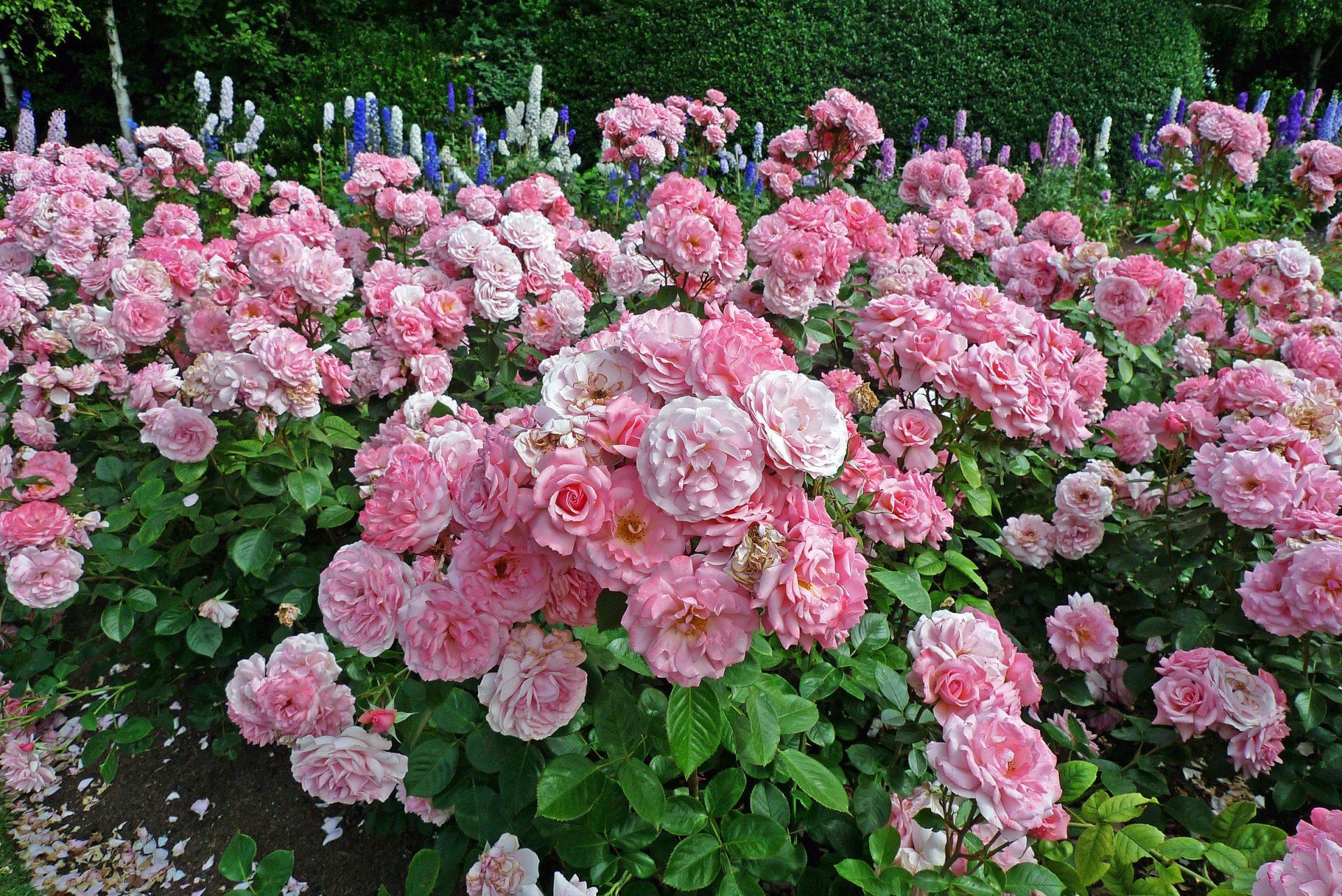 Download Pink Flower Nature Flower Rose Rose Bush HD Wallpaper ...
