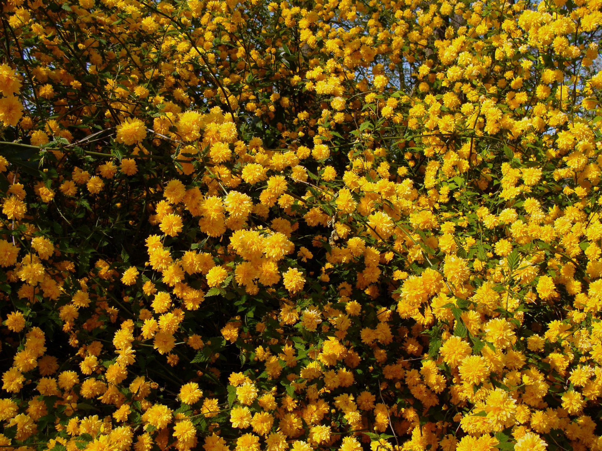 Download Yellow Flower Branch Tree Nature Blossom HD Wallpaper