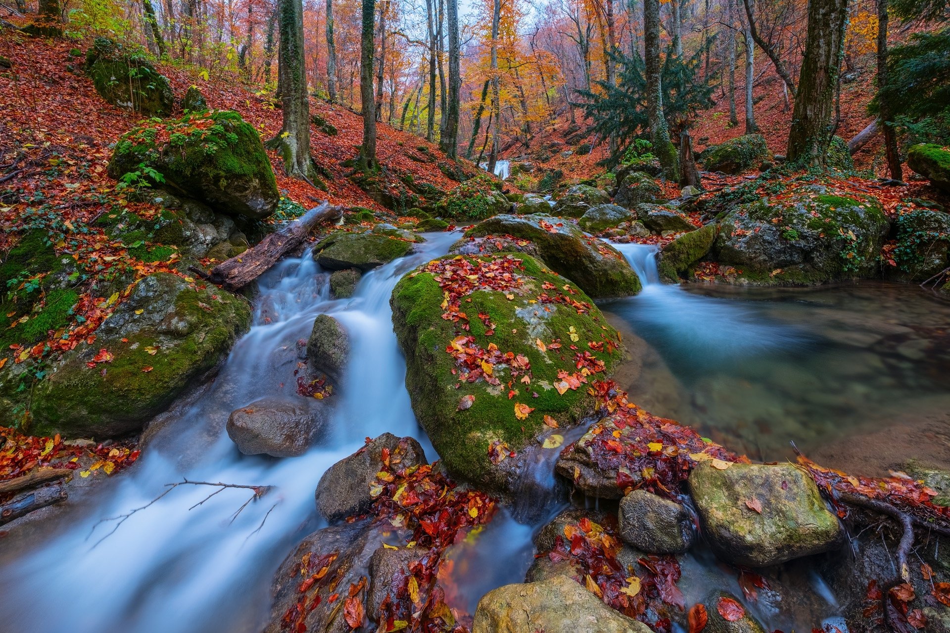 Download Forest Fall Nature Stream HD Wallpaper