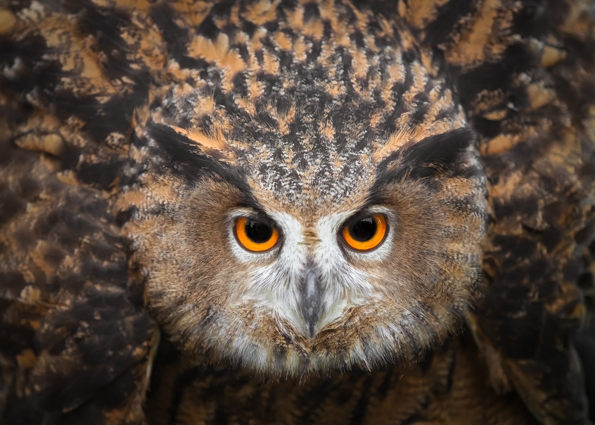Download Bird Stare Animal Owl HD Wallpaper
