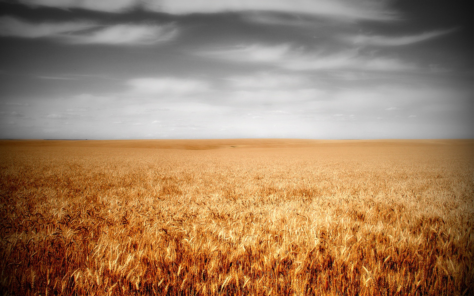 Golden Field Beneath Moody Clouds – HD Nature Wallpaper