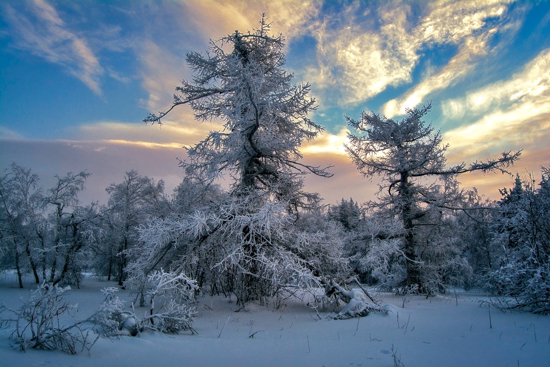 Download White Cloud Snow Tree Nature Winter HD Wallpaper