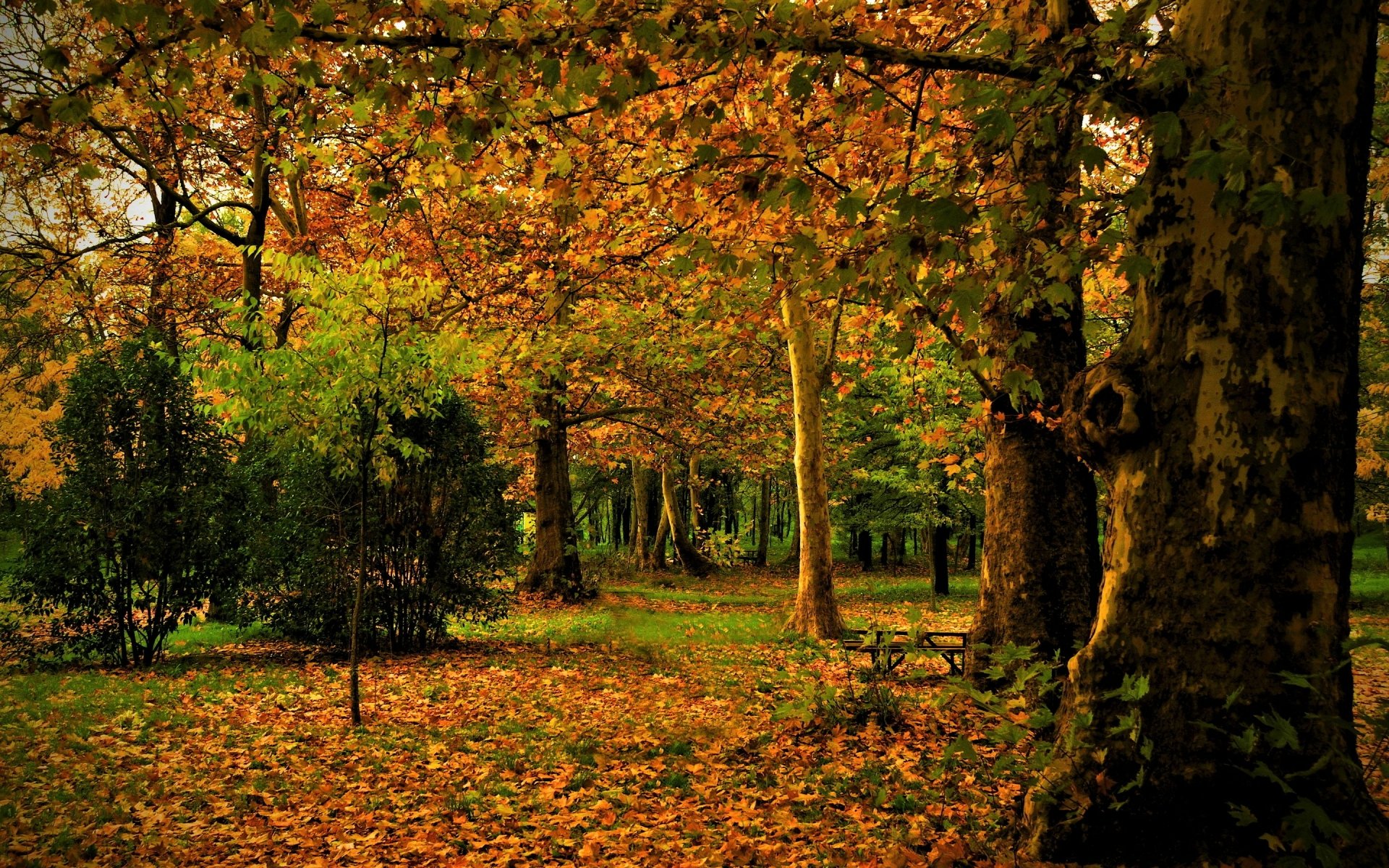 2K Quad HD Autumn Park - Golden Trees Wallpaper | 2880x1800 | Wallpaper ...