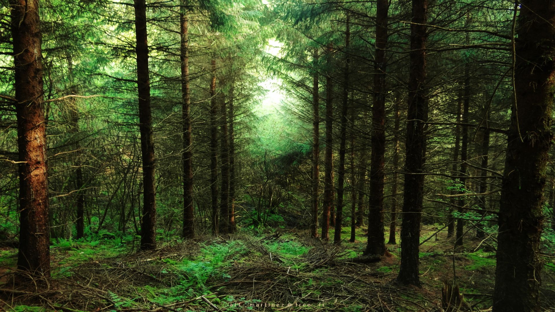 Forest HD Wallpaper