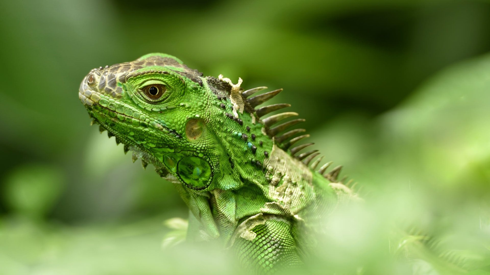 Download Blur Lizard Reptile Green Animal Iguana HD Wallpaper