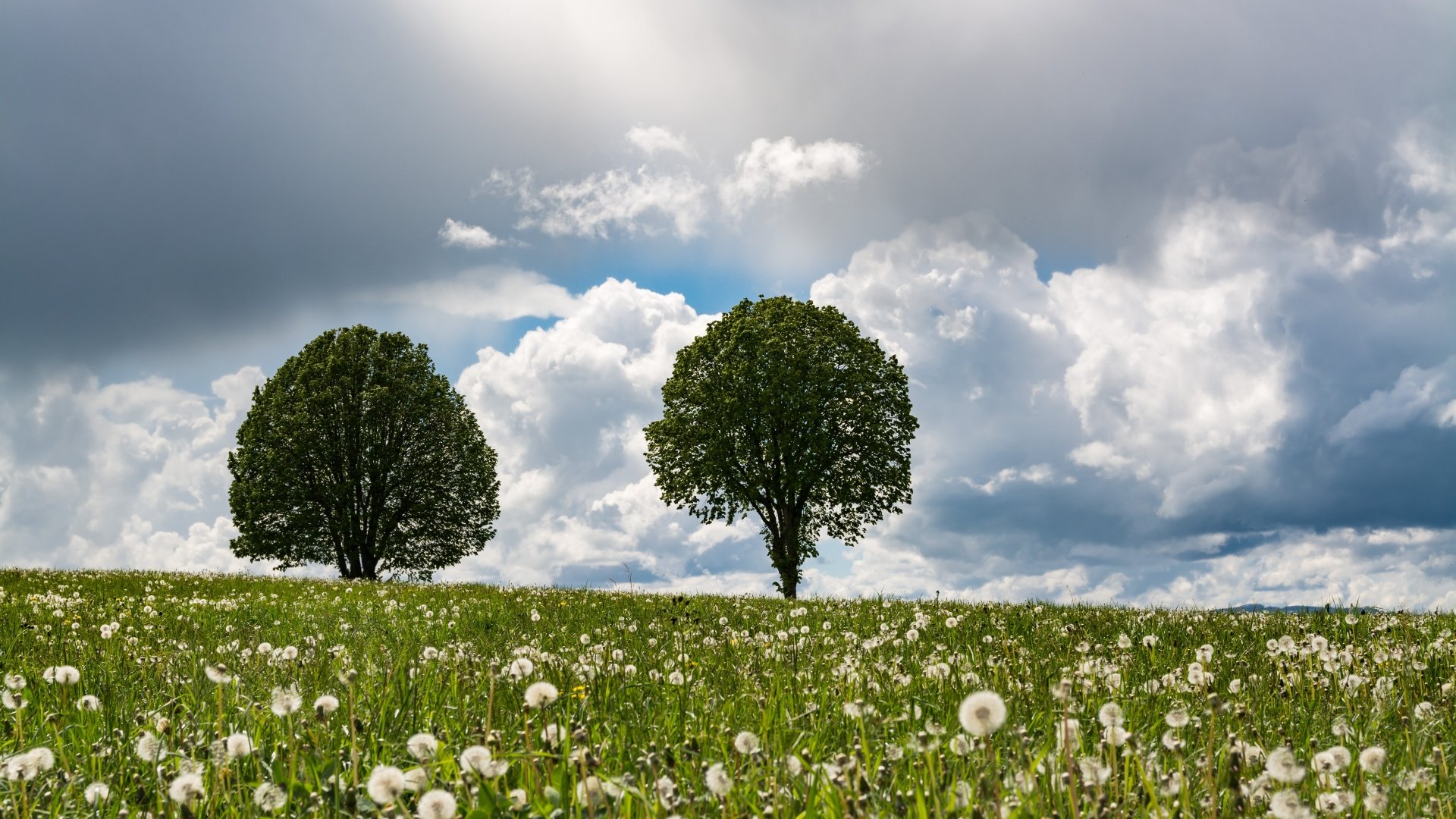 Download Cloud Sky Dandelion Summer Tree Nature Field 4k Ultra HD ...