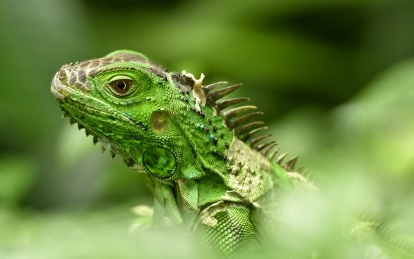Iguana HD Wallpaper | Background Image | 1920x1280