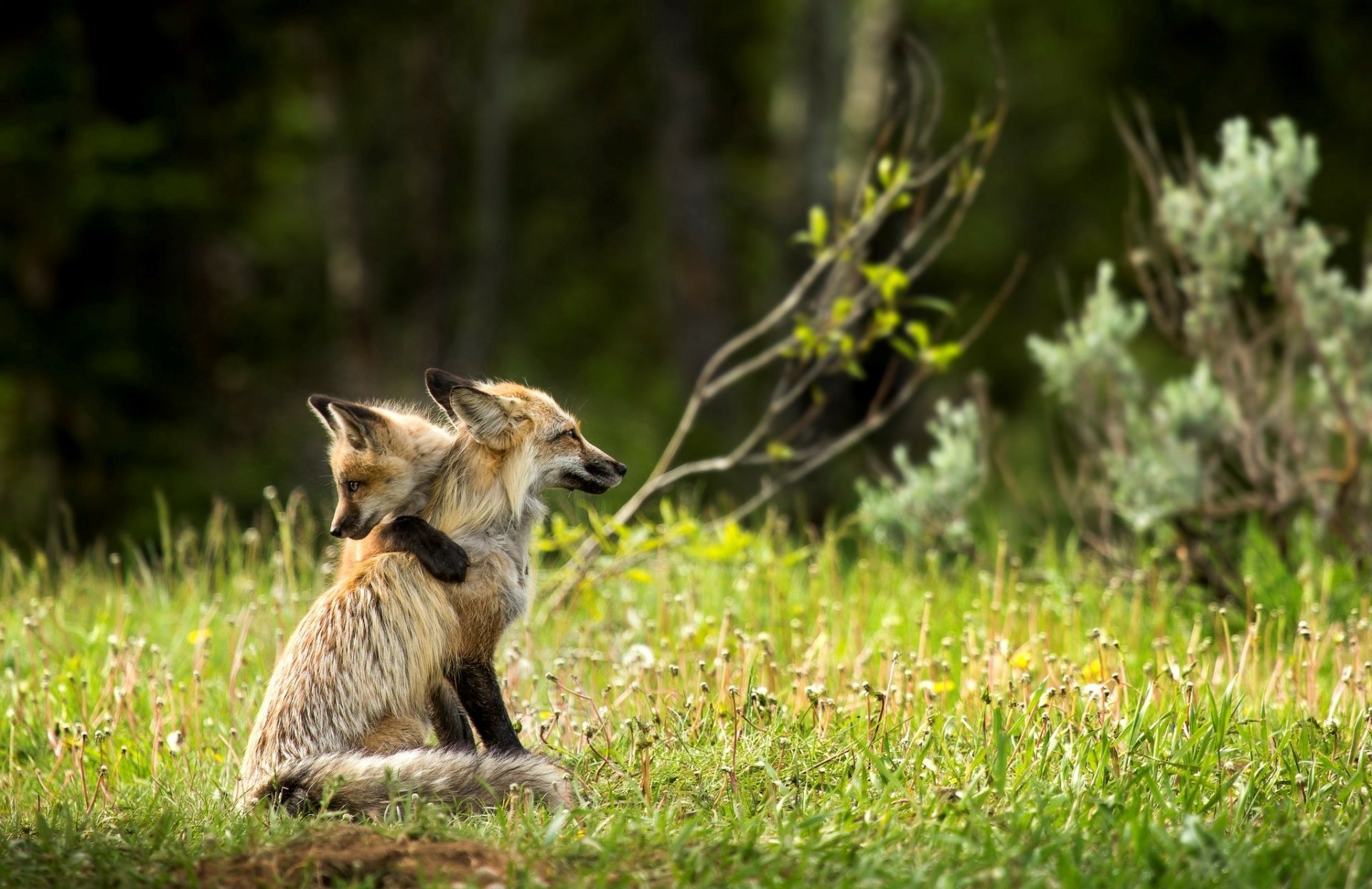 Meadow Fox Cub — HD Baby Animal Wallpaper