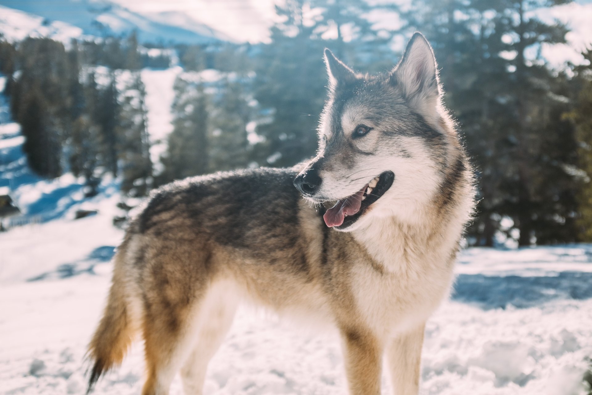Snowlit Sentinel — 4K Winter Wolf Wallpaper | 4519x3013 | Wallpaper Abyss