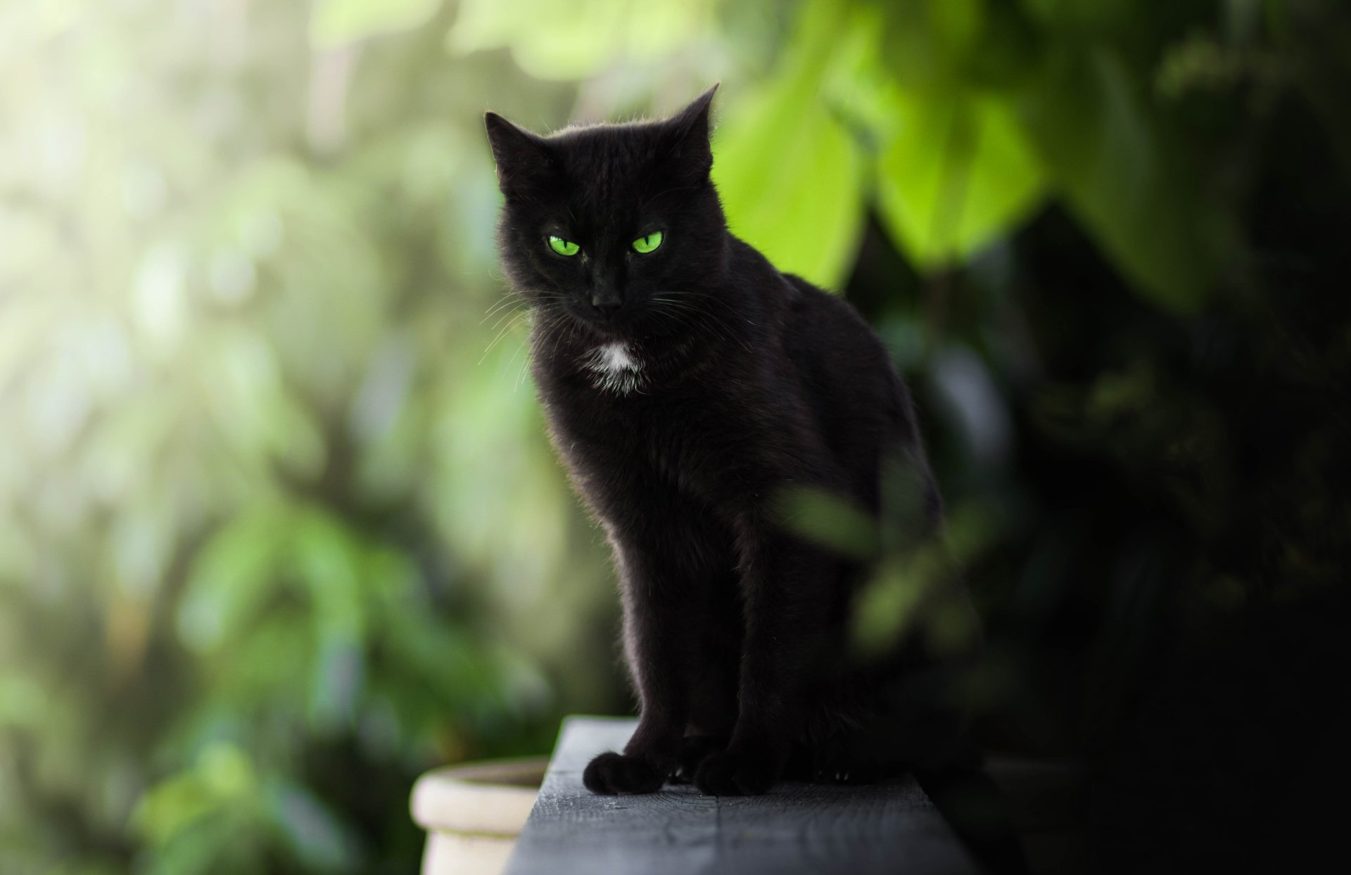 Download Green Eyes Depth Of Field Stare Animal Cat 4k Ultra HD Wallpaper