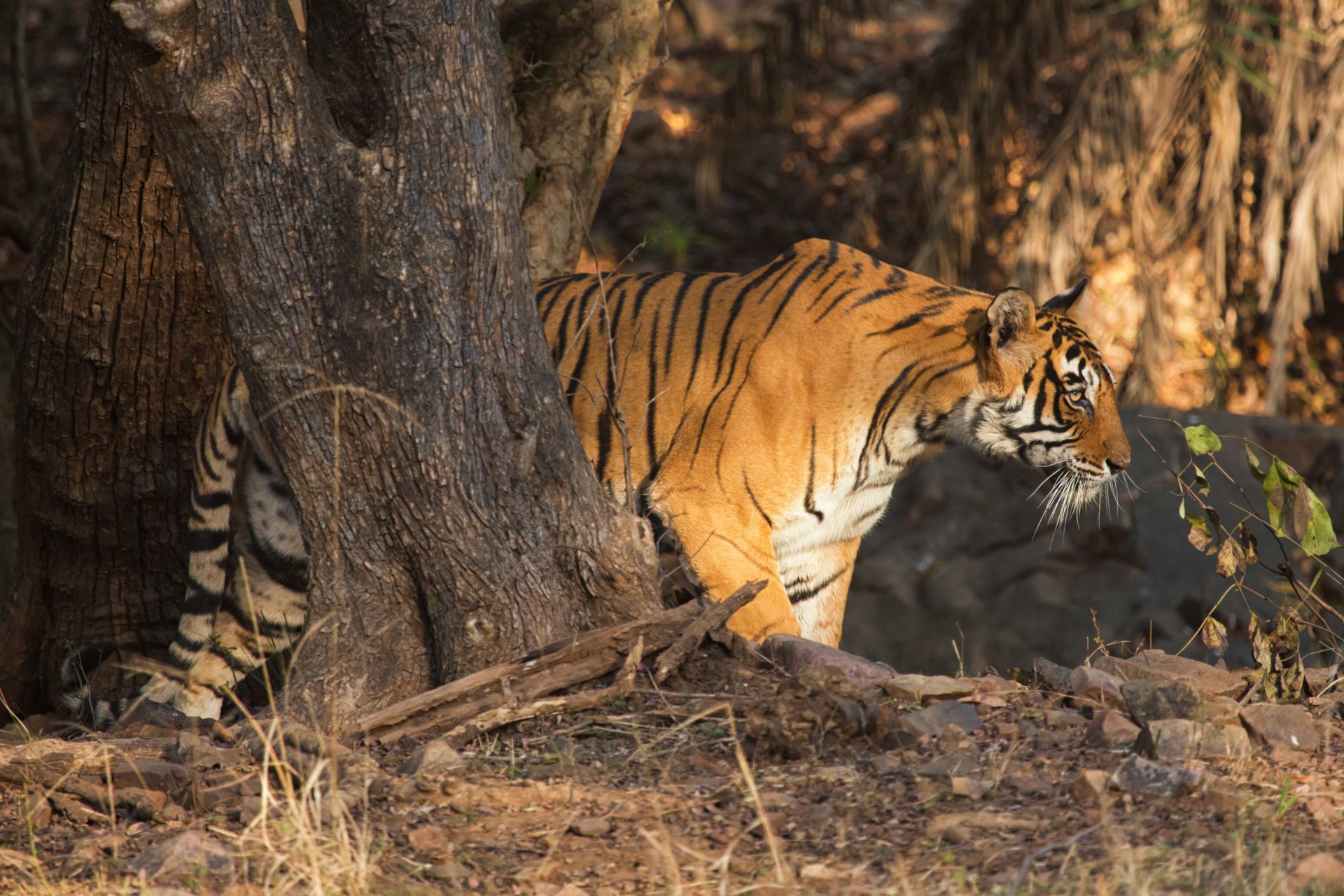 Majestic Tiger in 4K Ultra HD – Wilderness Beauty Unleashed | 4200x2800 ...