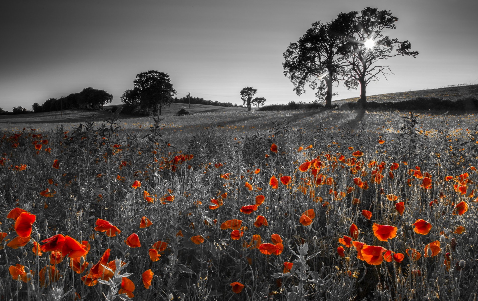 Download Selective Color Tree Landscape Summer Orange Flower Nature ...