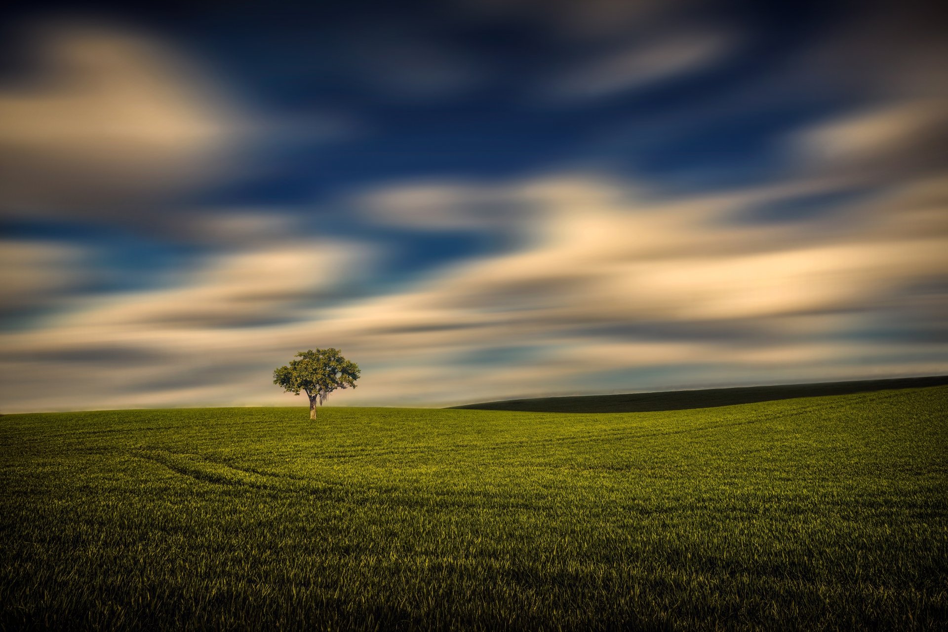 Download Tree Sky Nature Field 4k Ultra HD Wallpaper | 5000x3337 ...