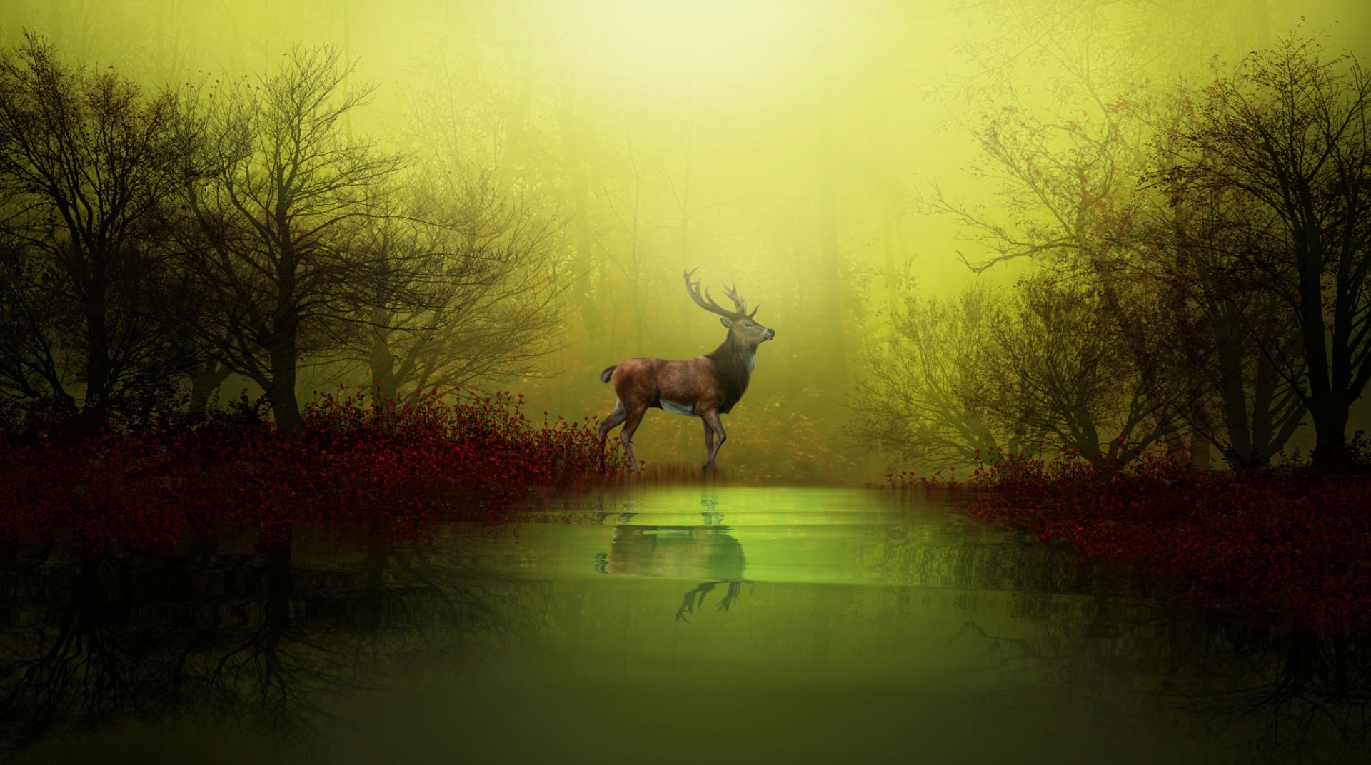 Download Reflection Animal Deer HD Wallpaper by Nasser Osman