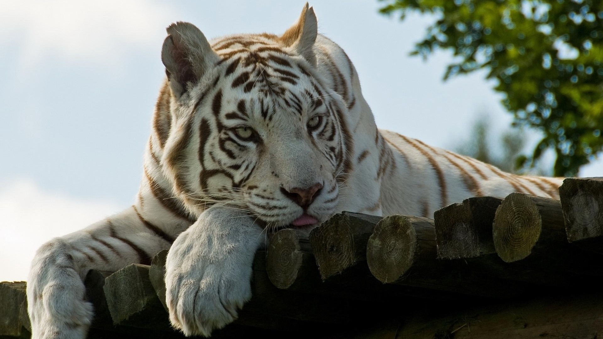 Download Resting Animal White Tiger HD Wallpaper