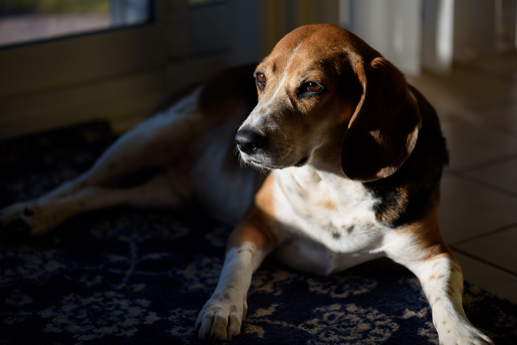Download Sunlight Dog Animal Beagle HD Wallpaper by Jean Beaufort