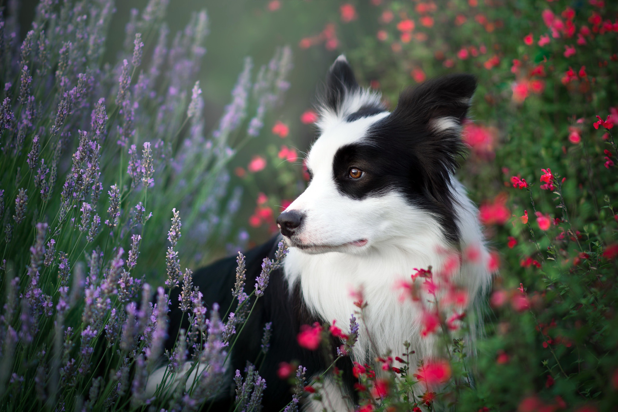 Download Flower Dog Animal Border Collie HD Wallpaper