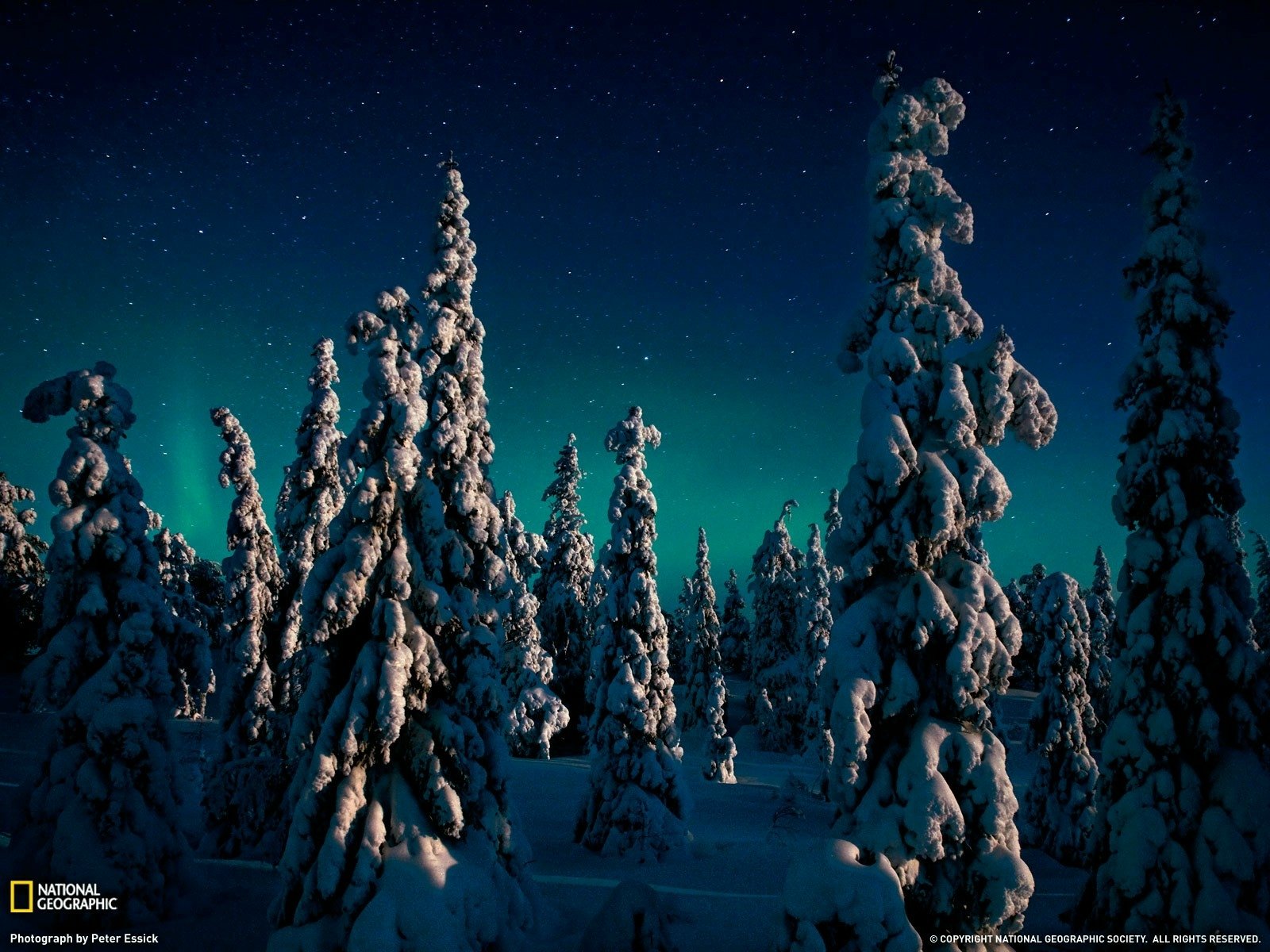 Download Twilight Dusk Snow Tree Forest Nature Winter Wallpaper by ...
