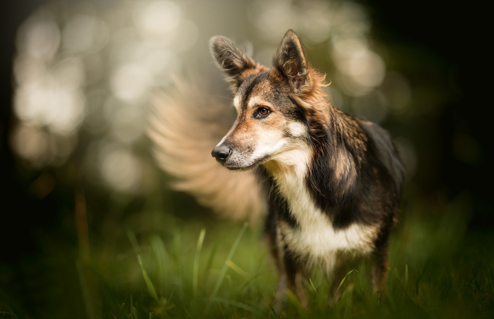 Download Bokeh Animal Dog HD Wallpaper