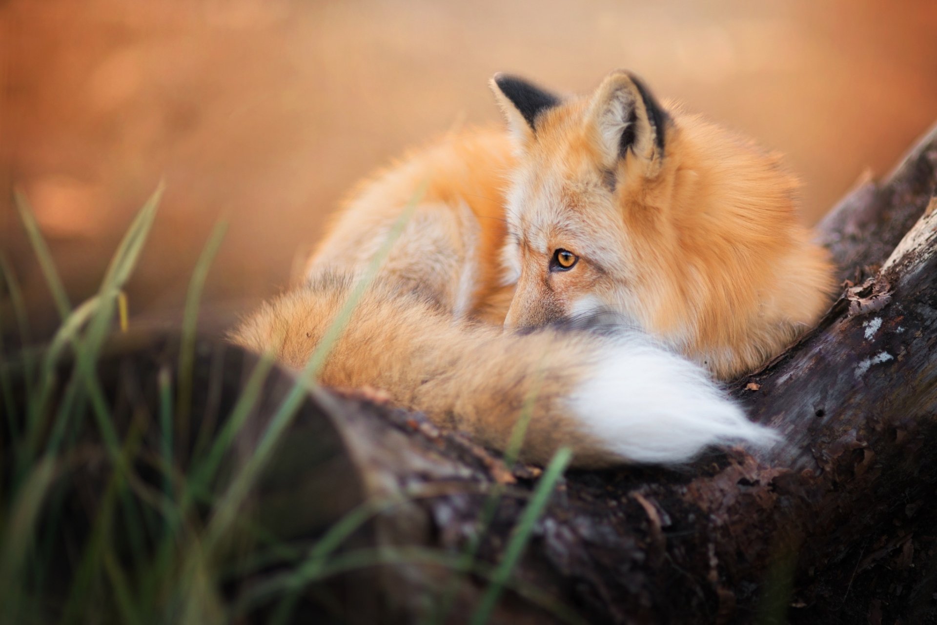 Download Animal Fox HD Wallpaper