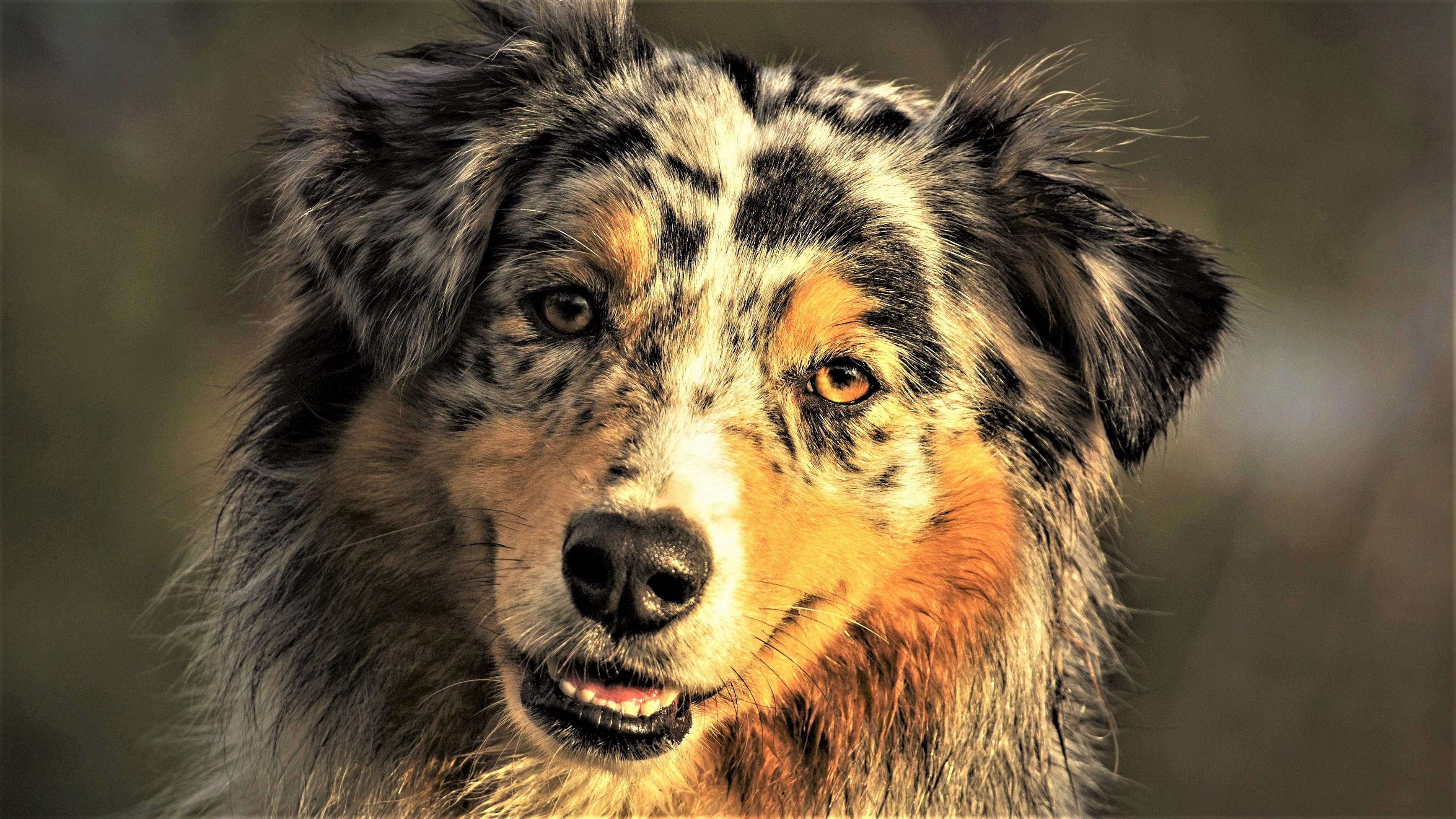 Animal Australian Shepherd HD Wallpaper