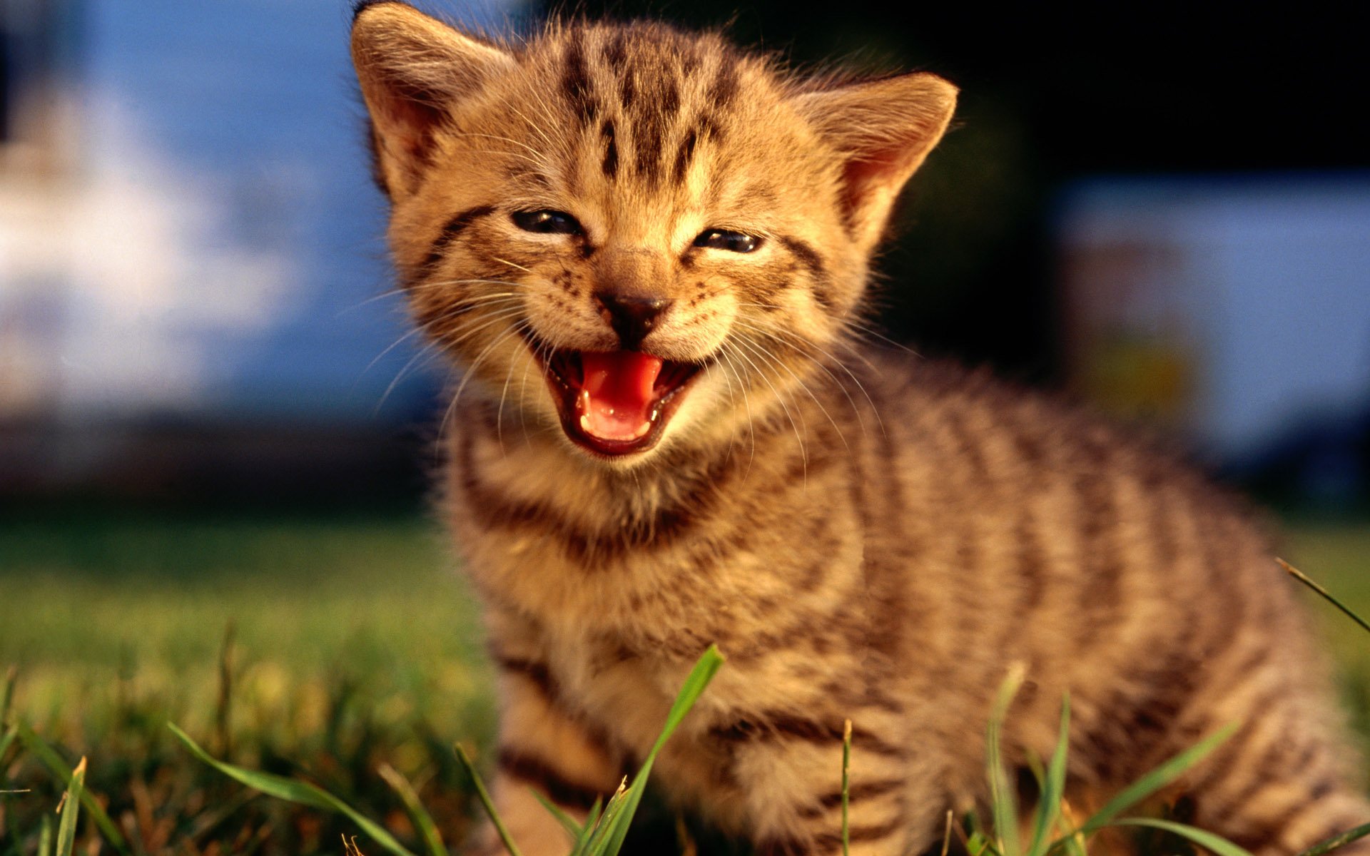 Download Animal Cat HD Wallpaper