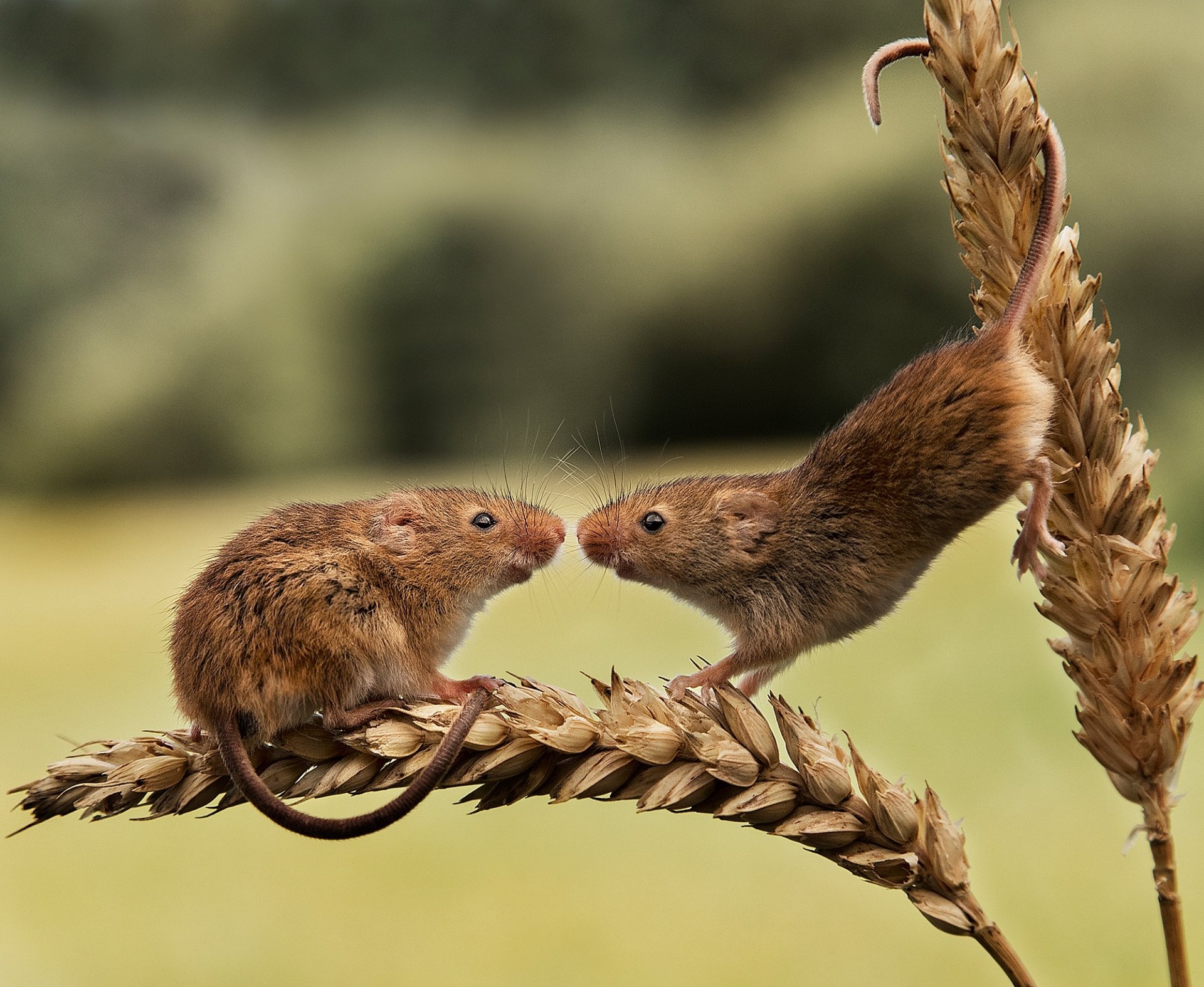 Download Close-up Rodent Animal Mouse HD Wallpaper