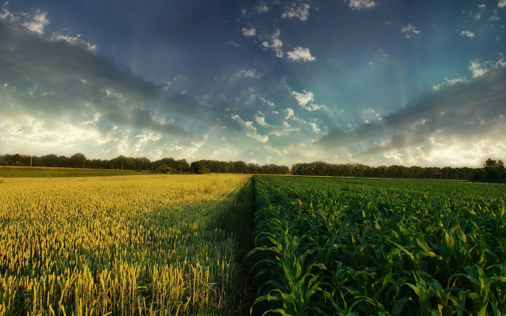 Download Nature Field Wallpaper | 1680x1050 | Wallpaper Abyss