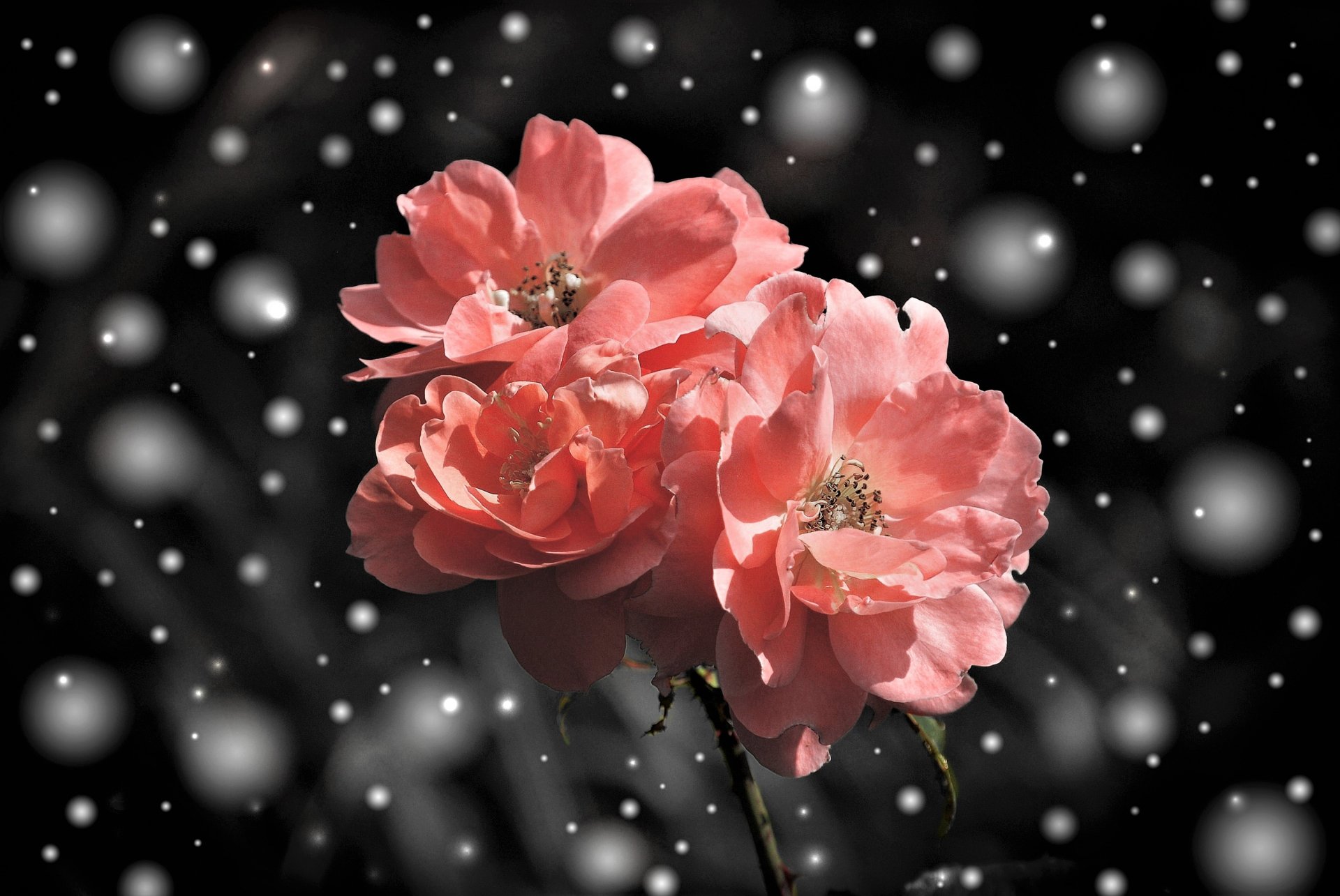 Download Snowflake Snowfall Snow Pink Rose Flower Nature Rose HD Wallpaper