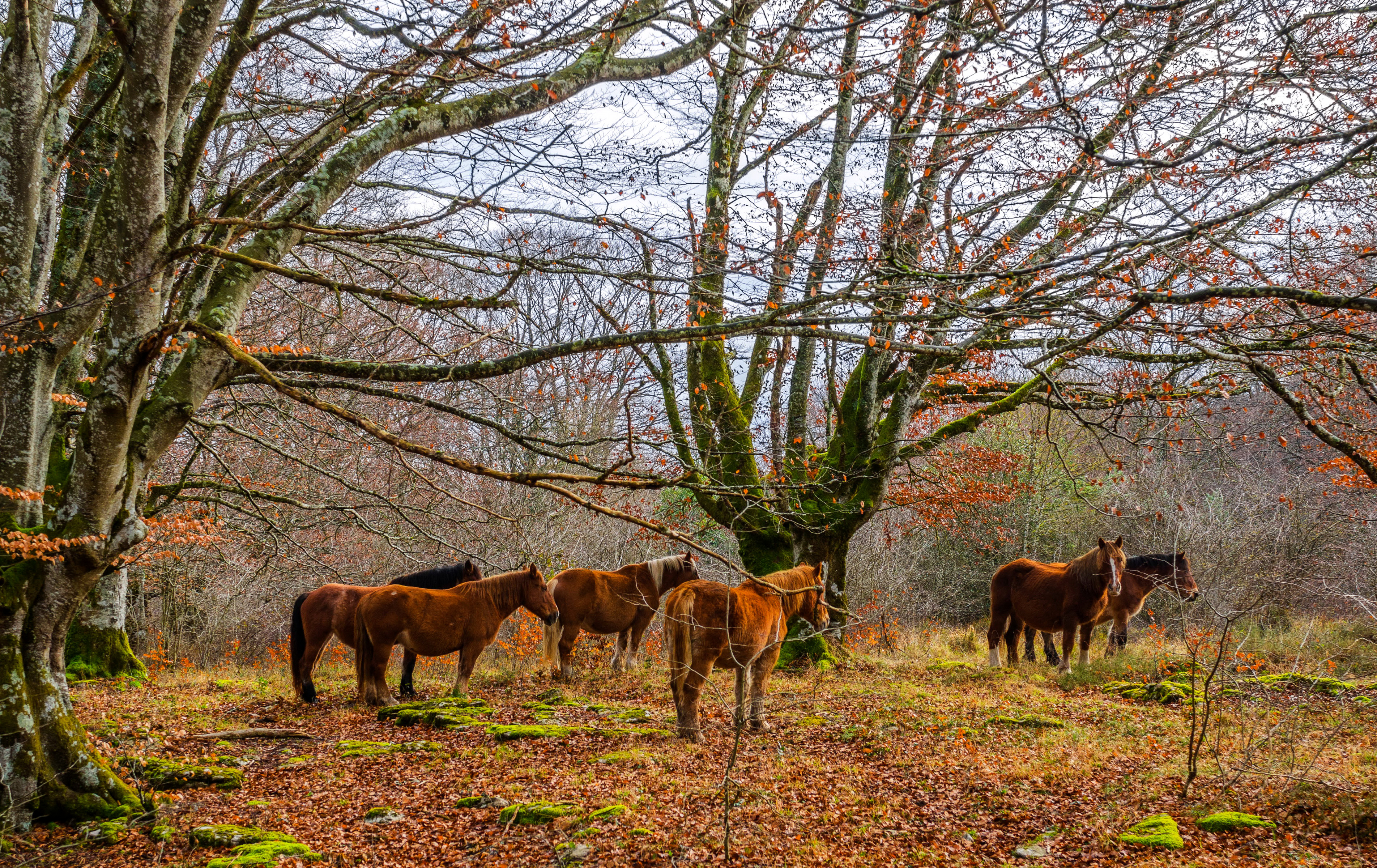 Horse Desktop Wallpaper Fall Scenes With Horses