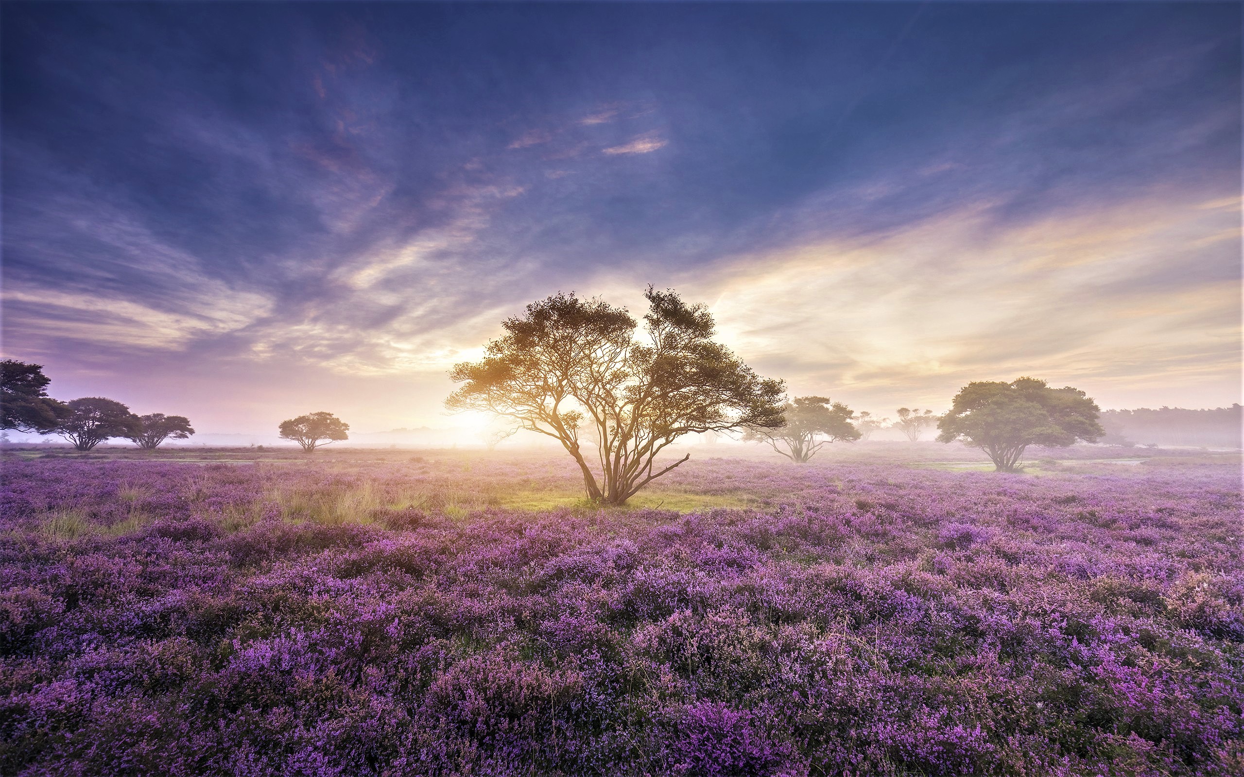 Download Purple Flower Fog Tree Flower Nature Field HD Wallpaper