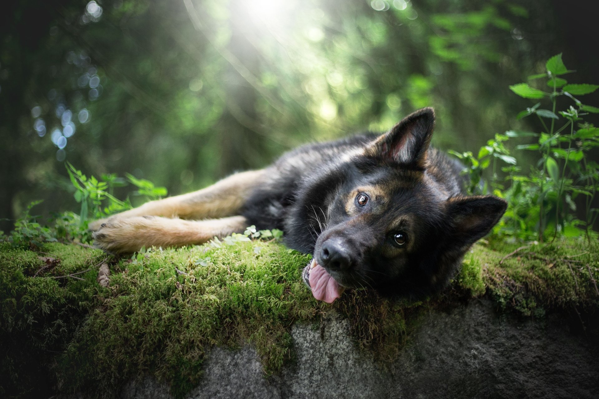 Download Depth Of Field Sunny Dog Animal German Shepherd 4k Ultra HD ...