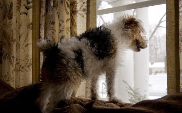 Cyan Dog on Yellow and Pink HD Wallpaper | Background Image | 3219x2146